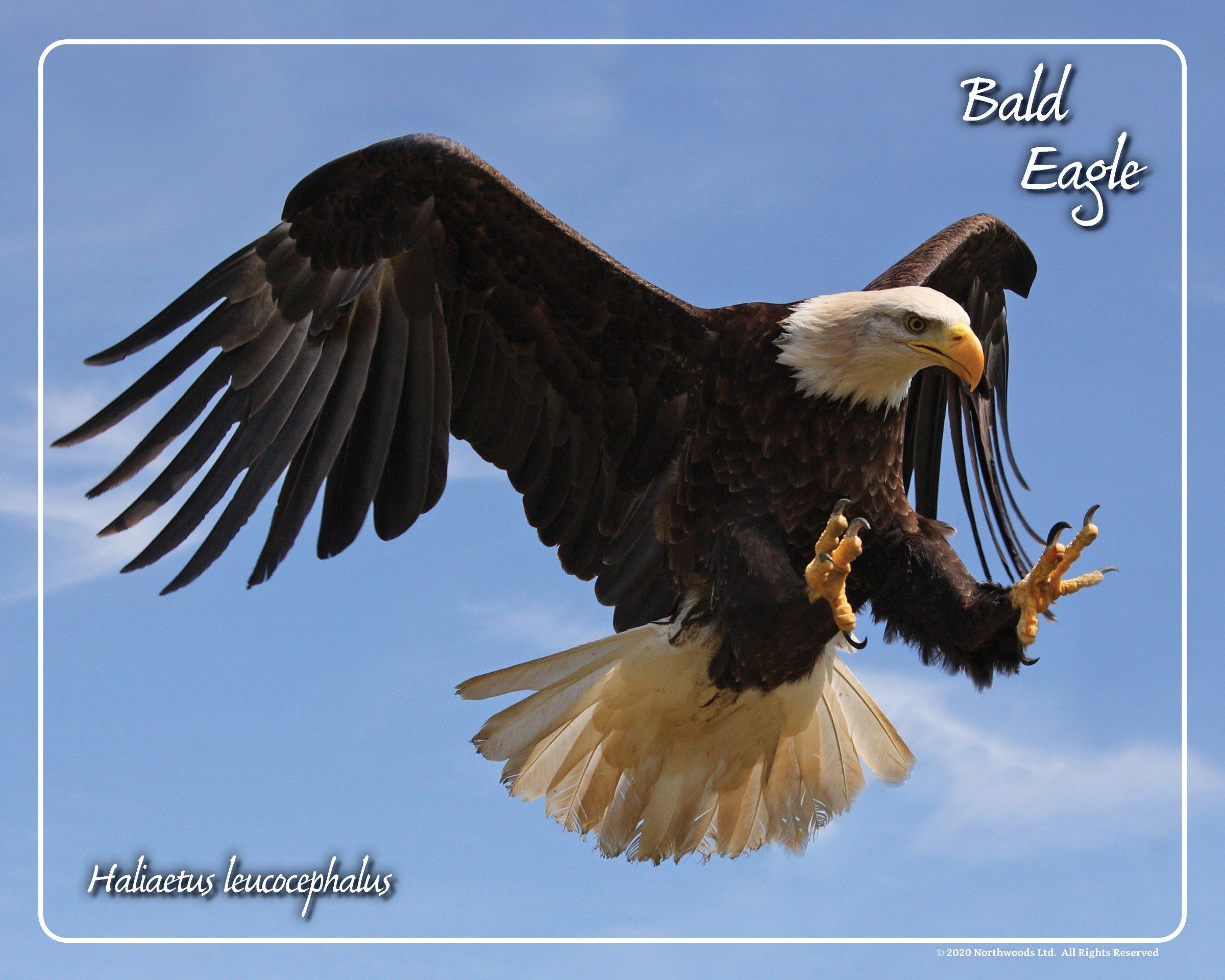 Bald Eagle Flying Wallpapers - Top Free Bald Eagle Flying Backgrounds - WallpaperAccess