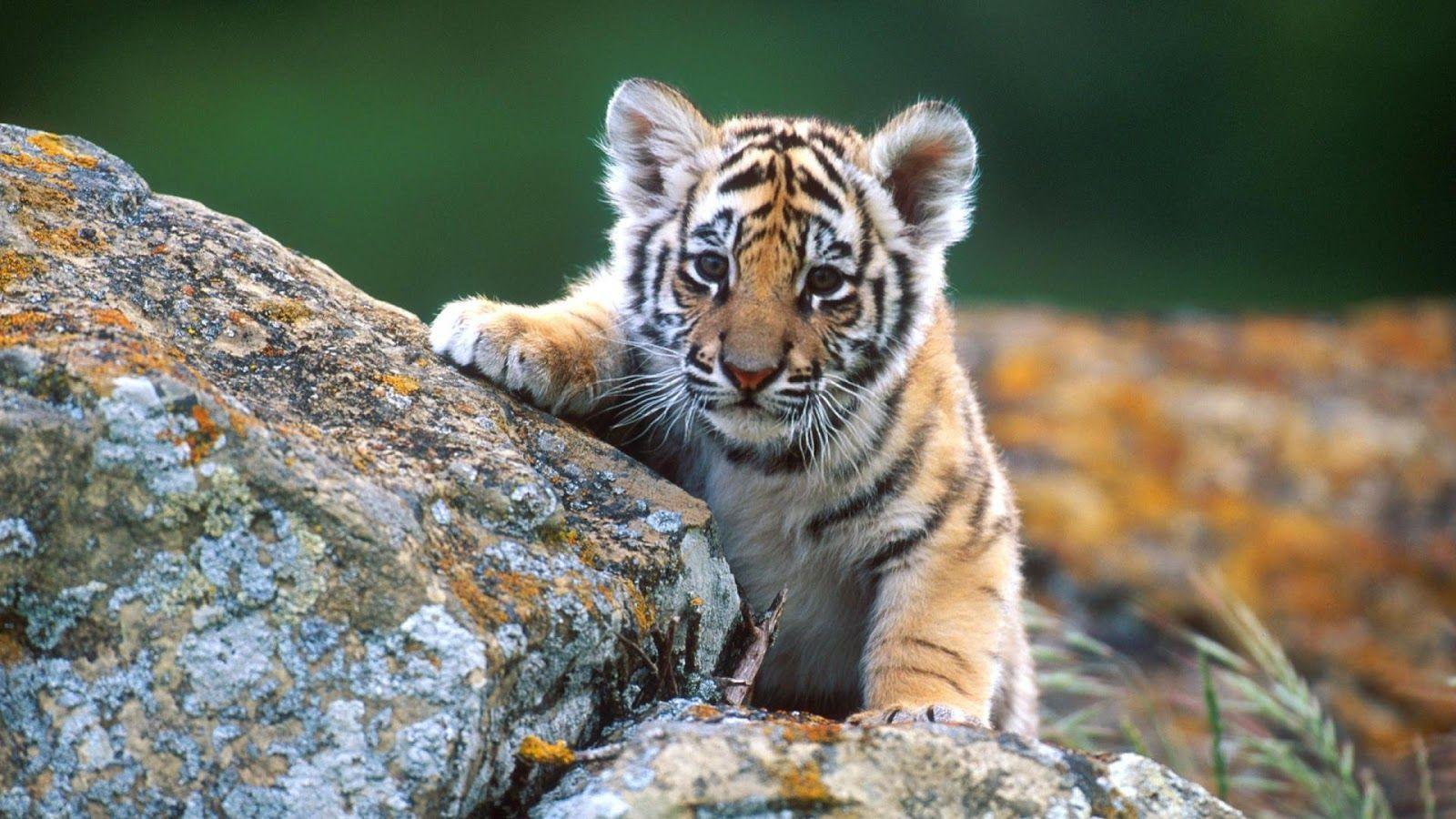 Animals HD Desktop Wallpapers - Top Free Animals HD Desktop Backgrounds ...
