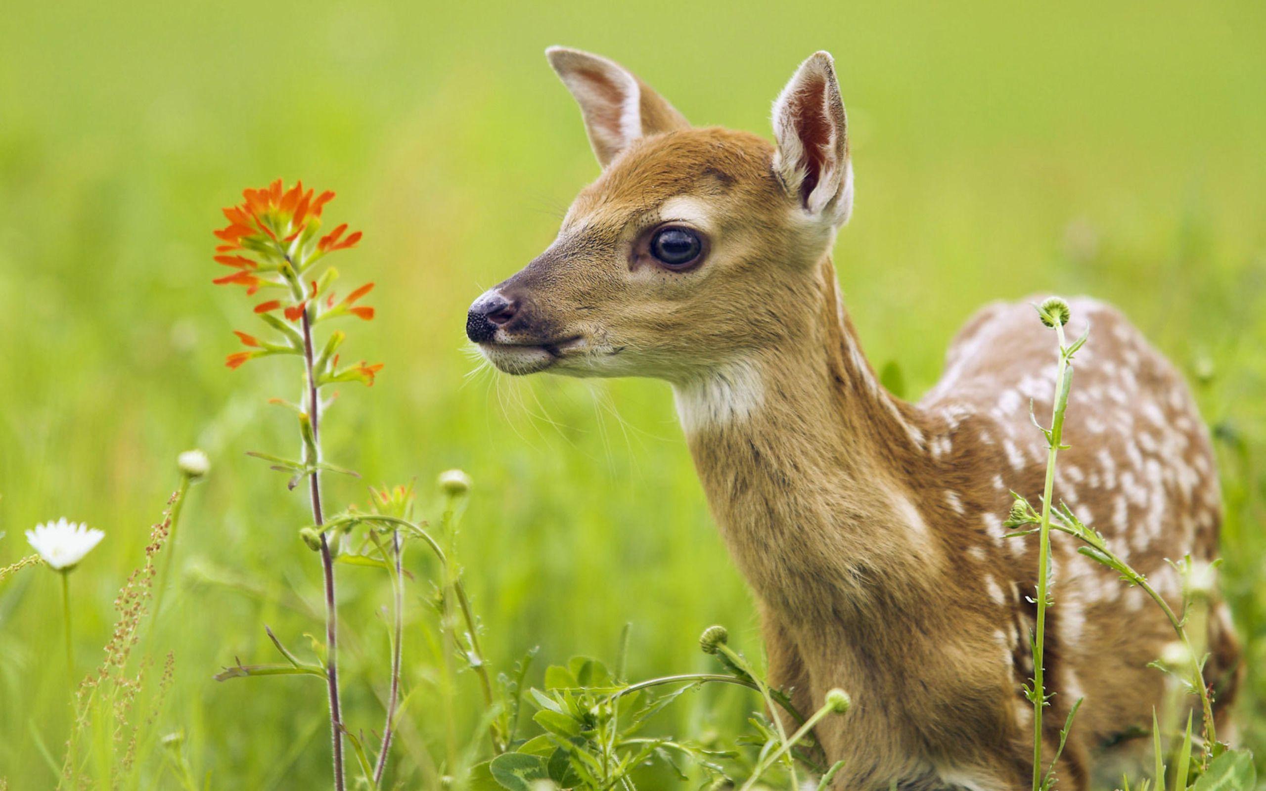 Animals HD Desktop Wallpapers - Top Free Animals HD Desktop Backgrounds ...