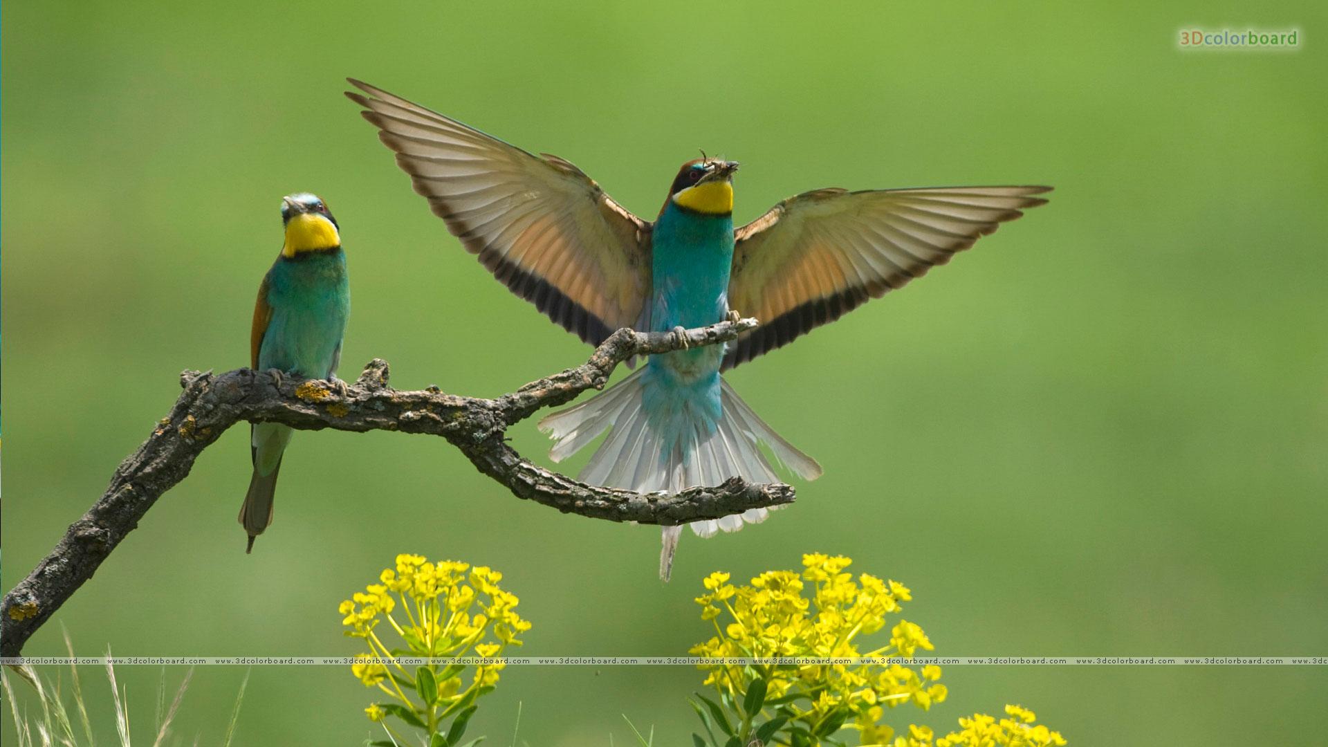 Animals HD Desktop Wallpapers - Top Free Animals HD Desktop Backgrounds ...