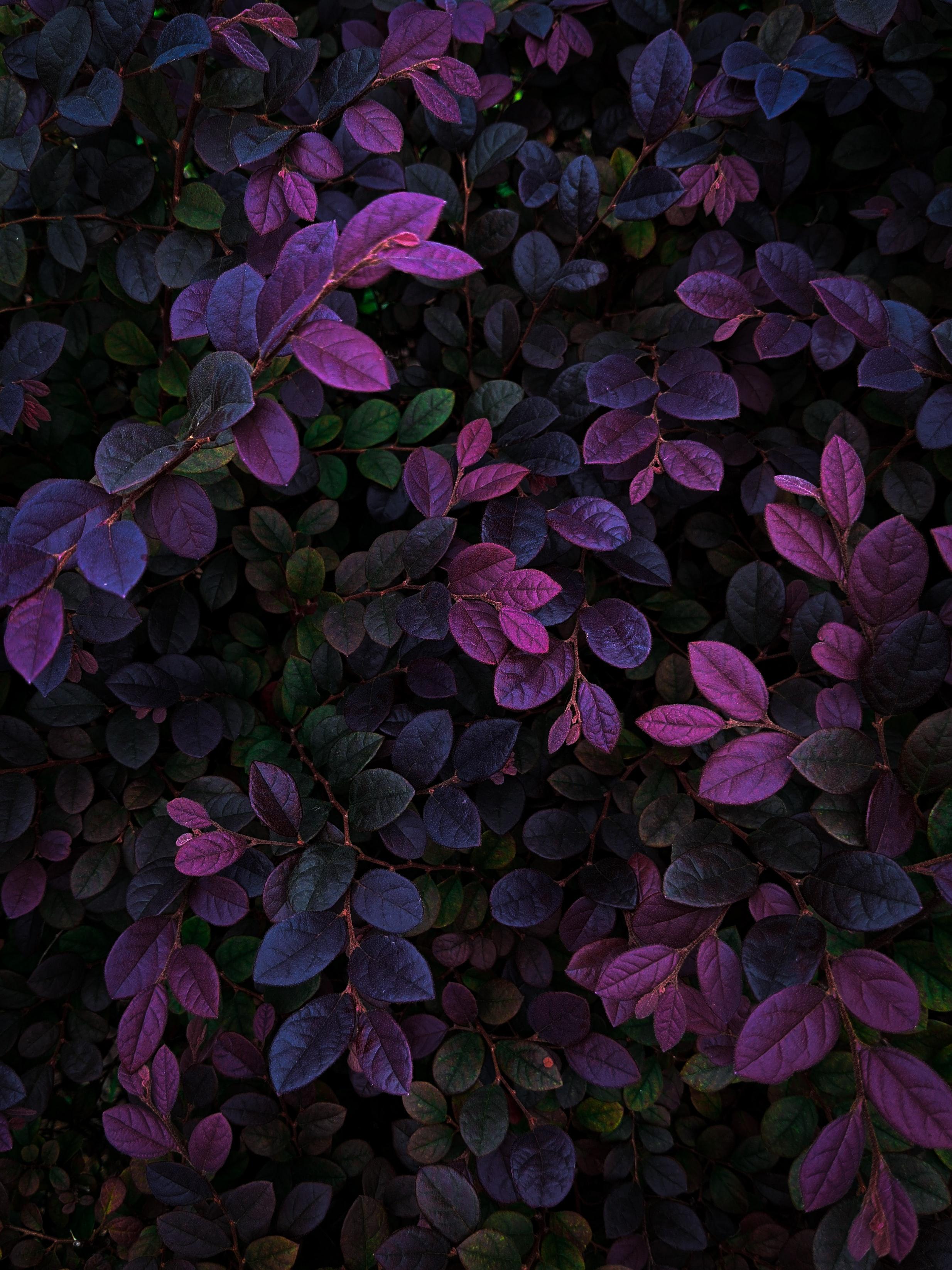 Purple Leaves Wallpapers - Top Free Purple Leaves Backgrounds ...