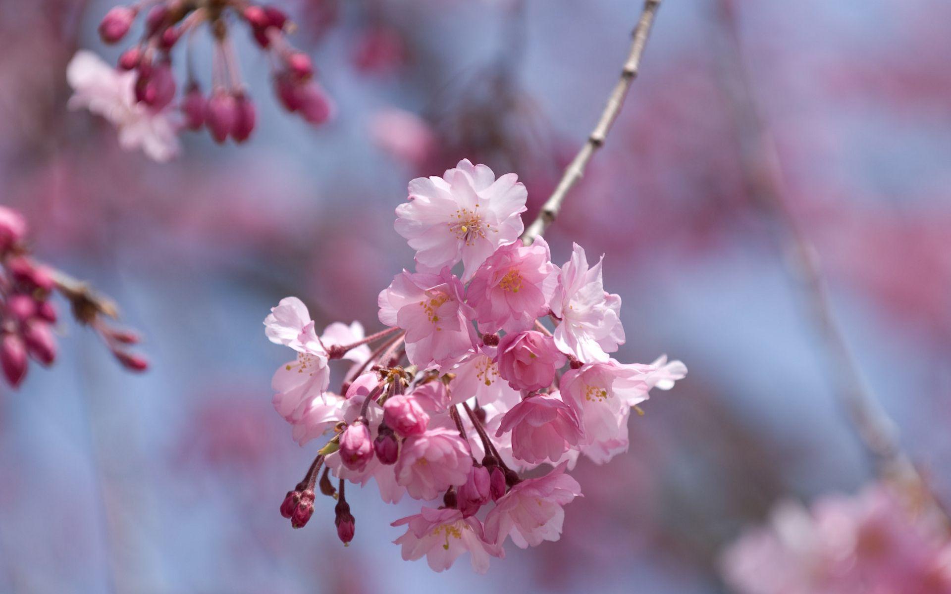 First Day of Spring Wallpapers - Top Free First Day of Spring ...