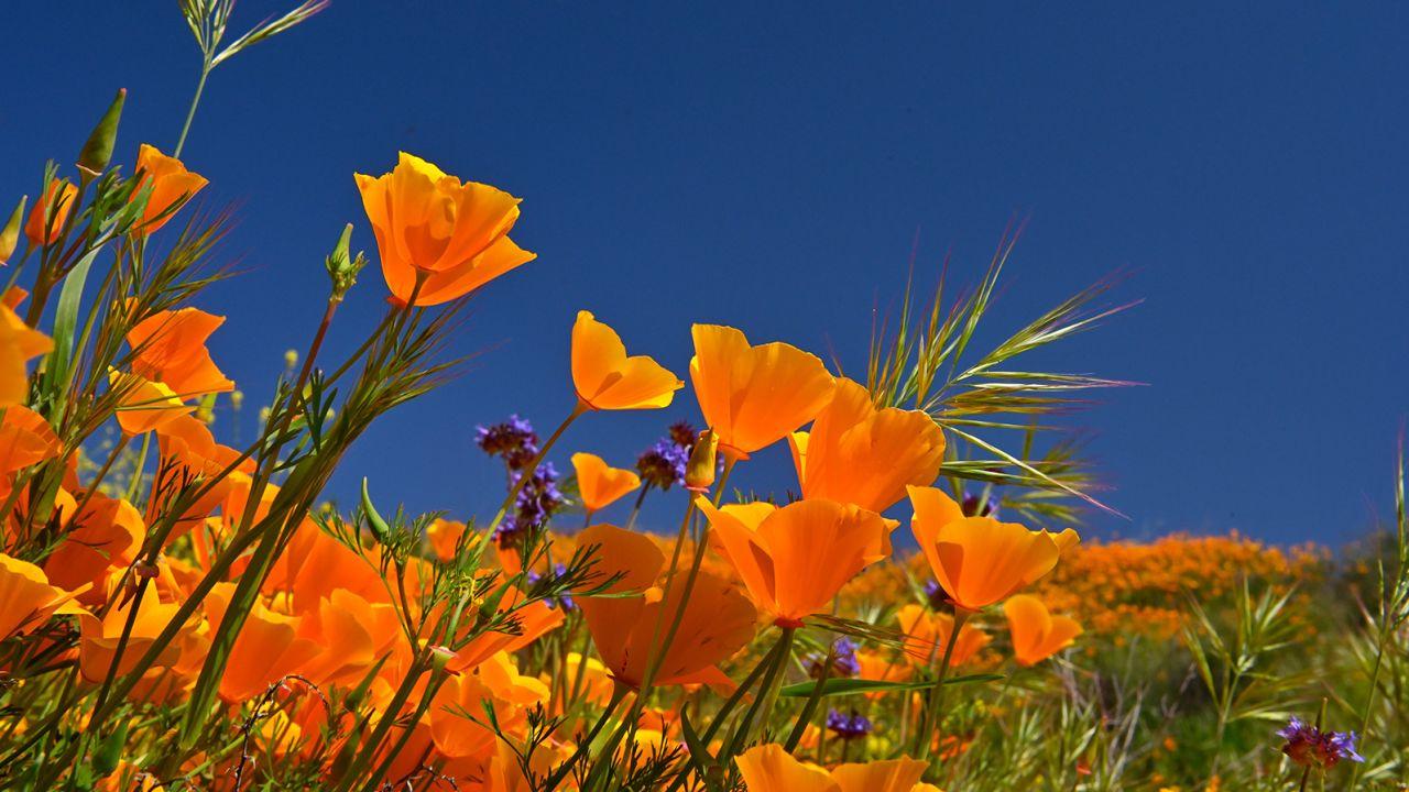 First Day of Spring Wallpapers - Top Free First Day of Spring ...