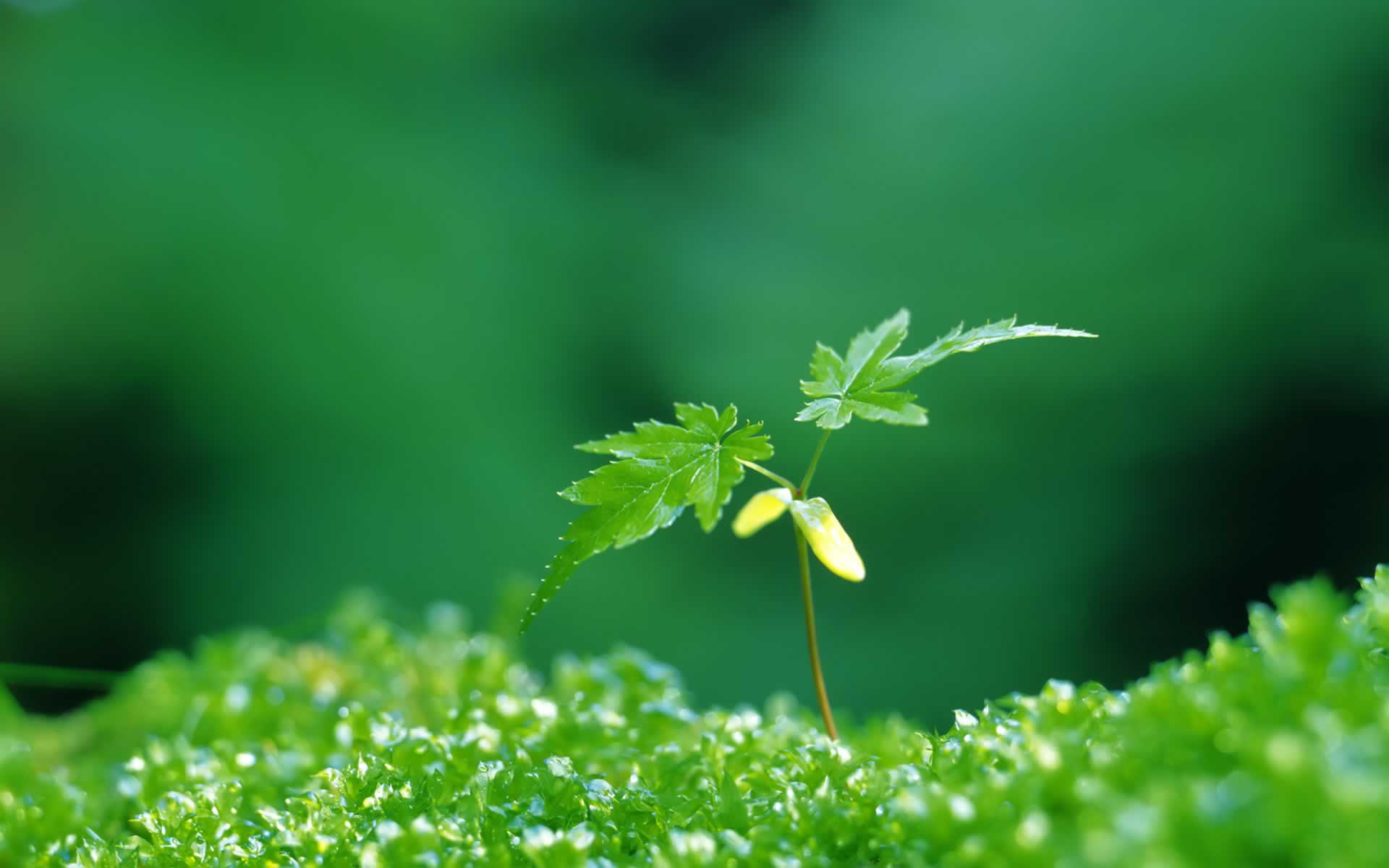 First Day of Spring Wallpapers - Top Free First Day of Spring ...