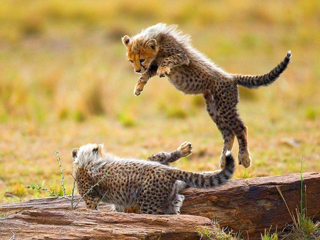 Cheetah Cool Wallpapers - Top Free Cheetah Cool Backgrounds ...