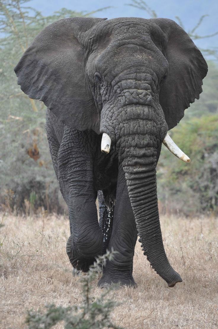 Angry Elephant Wallpapers - Top Free Angry Elephant Backgrounds ...