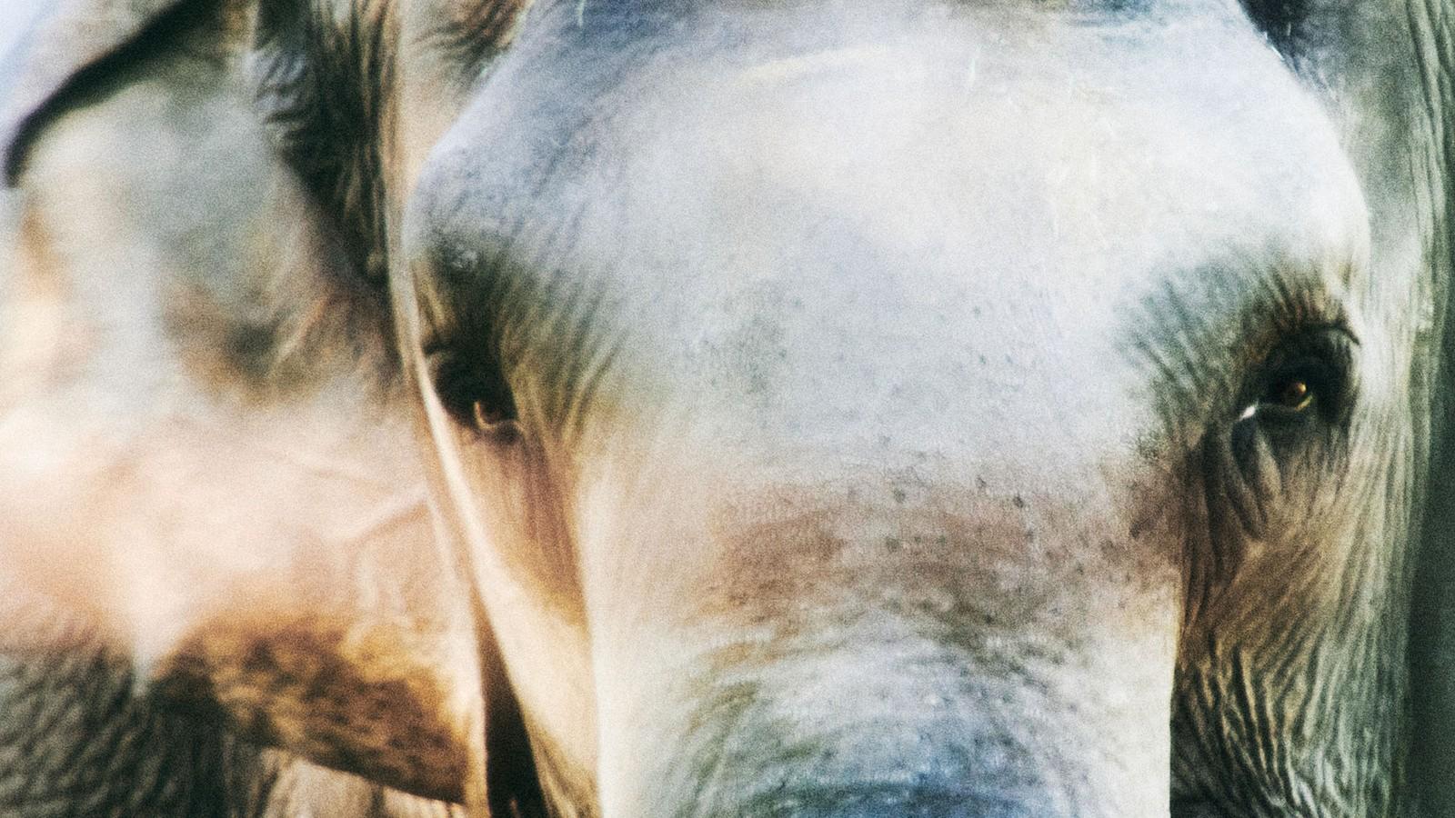 Angry Elephant Wallpapers - Top Free Angry Elephant Backgrounds ...