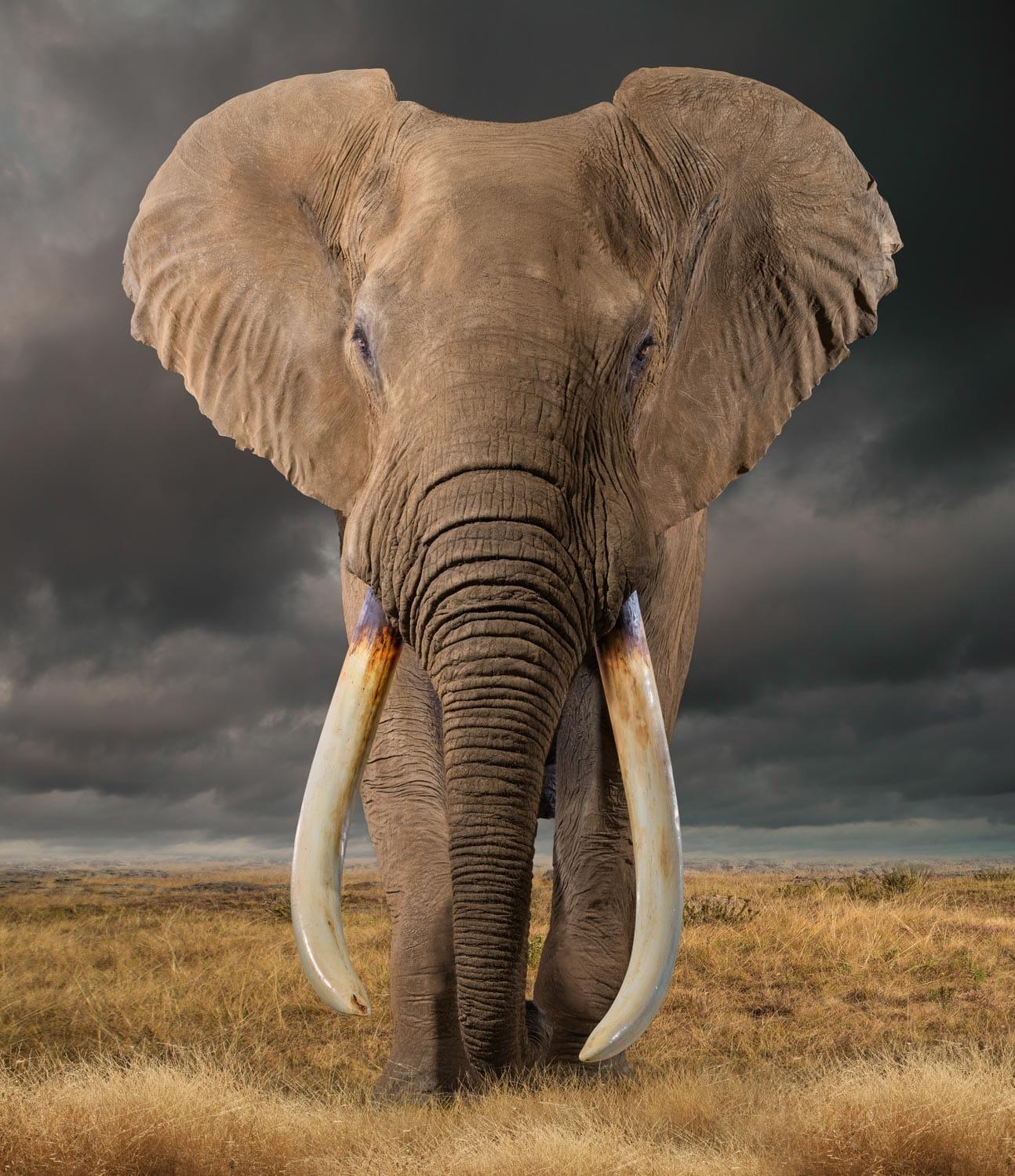 Angry Elephant Wallpapers - Top Free Angry Elephant Backgrounds ...