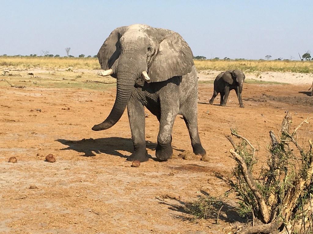 Angry Elephant Wallpapers - Top Free Angry Elephant Backgrounds - WallpaperAccess