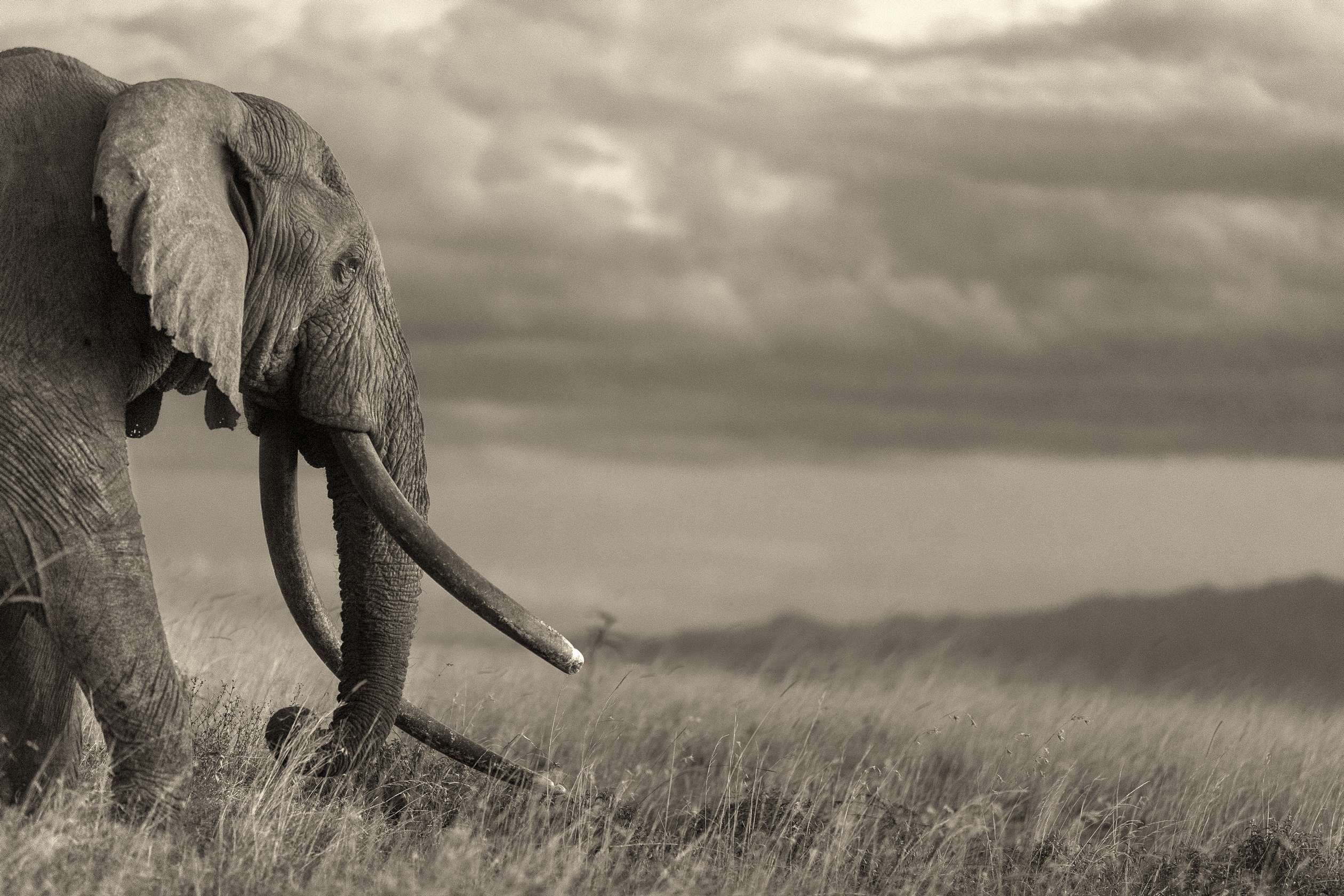 Angry Elephant Wallpapers - Top Free Angry Elephant Backgrounds ...