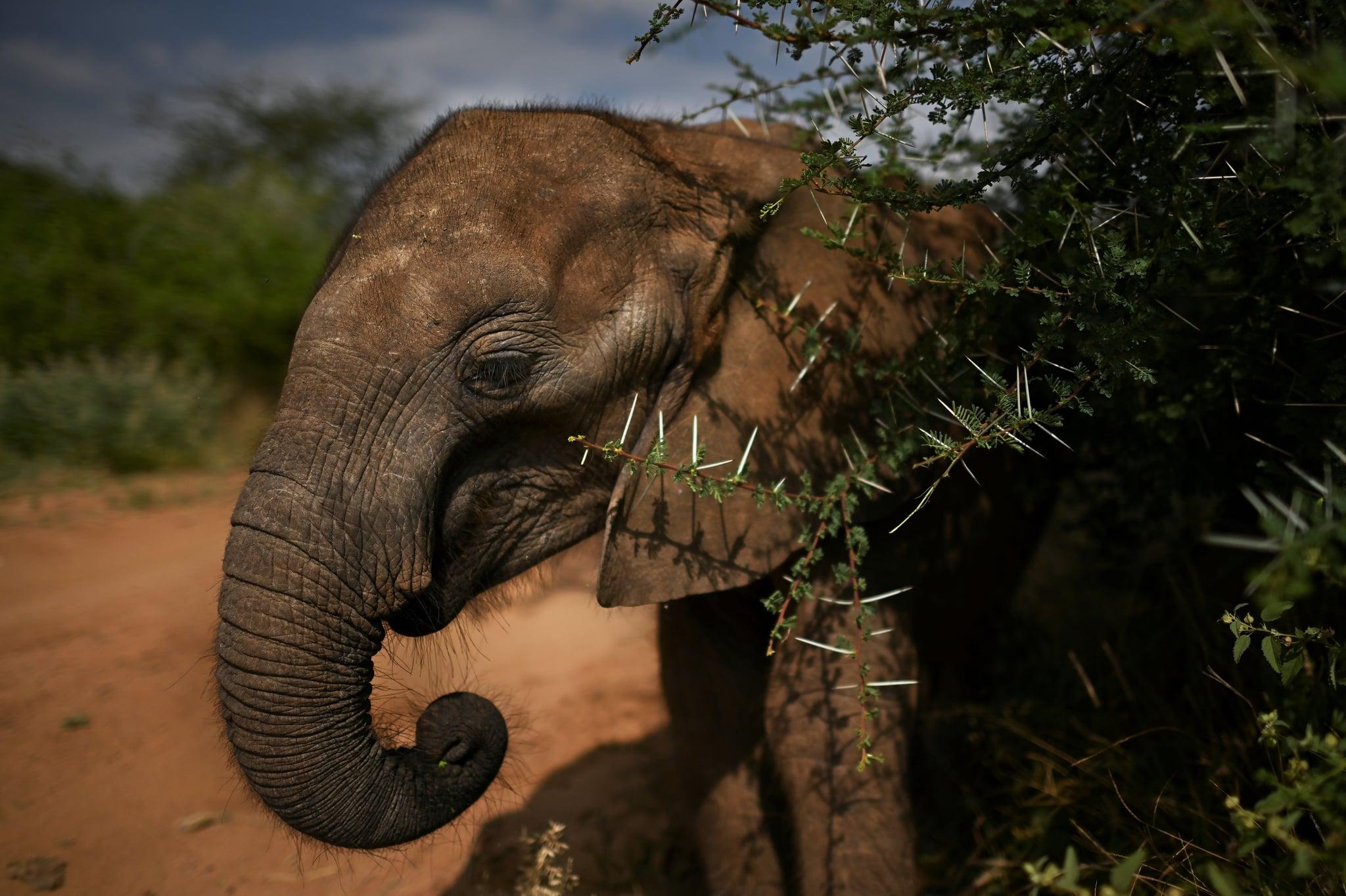 Angry Elephant Wallpapers - Top Free Angry Elephant Backgrounds ...