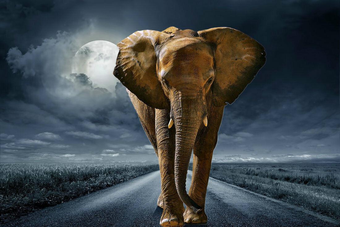 Angry Elephant Wallpapers - Top Free Angry Elephant Backgrounds ...