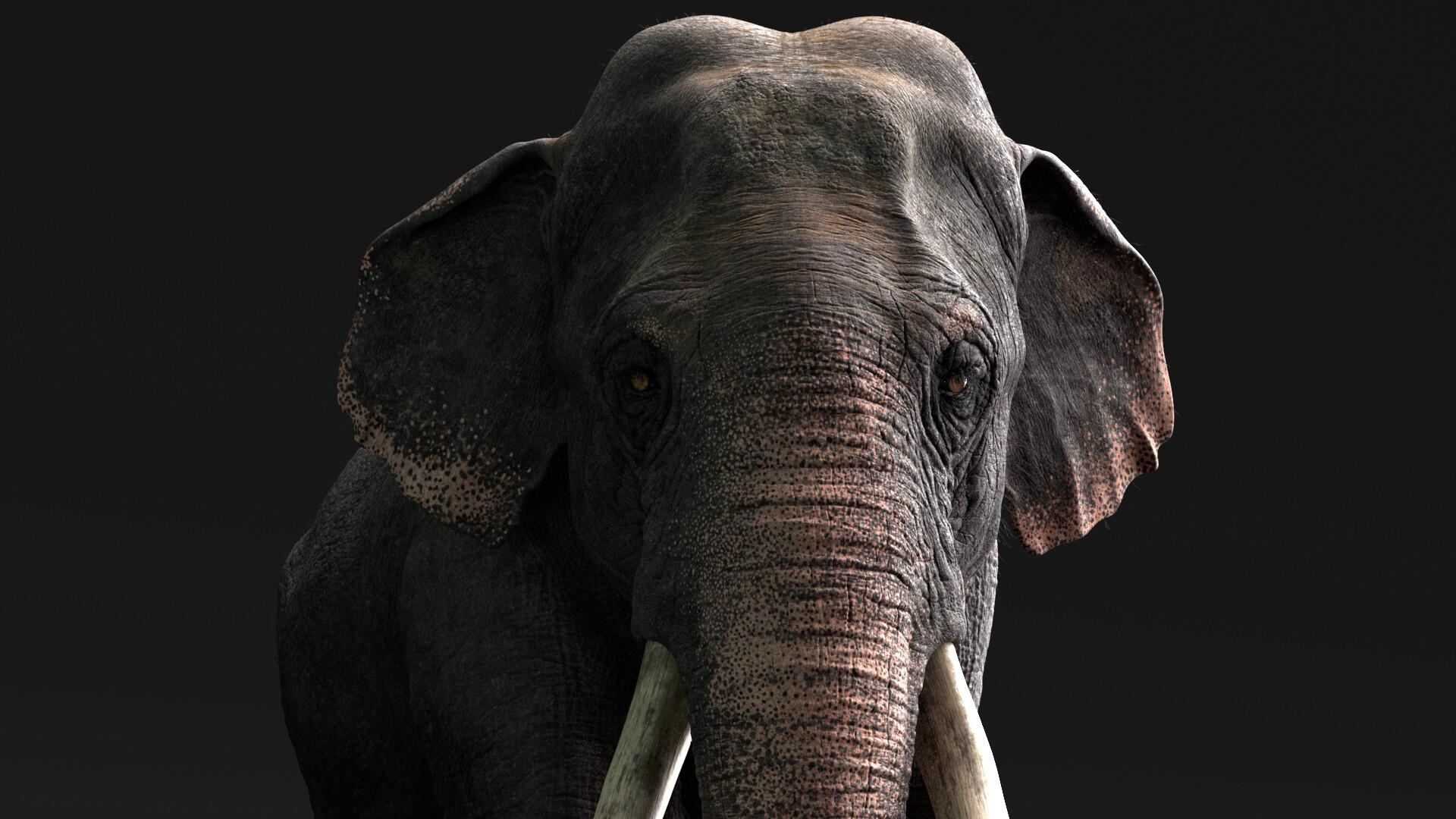 Angry Elephant Wallpapers - Top Free Angry Elephant Backgrounds ...