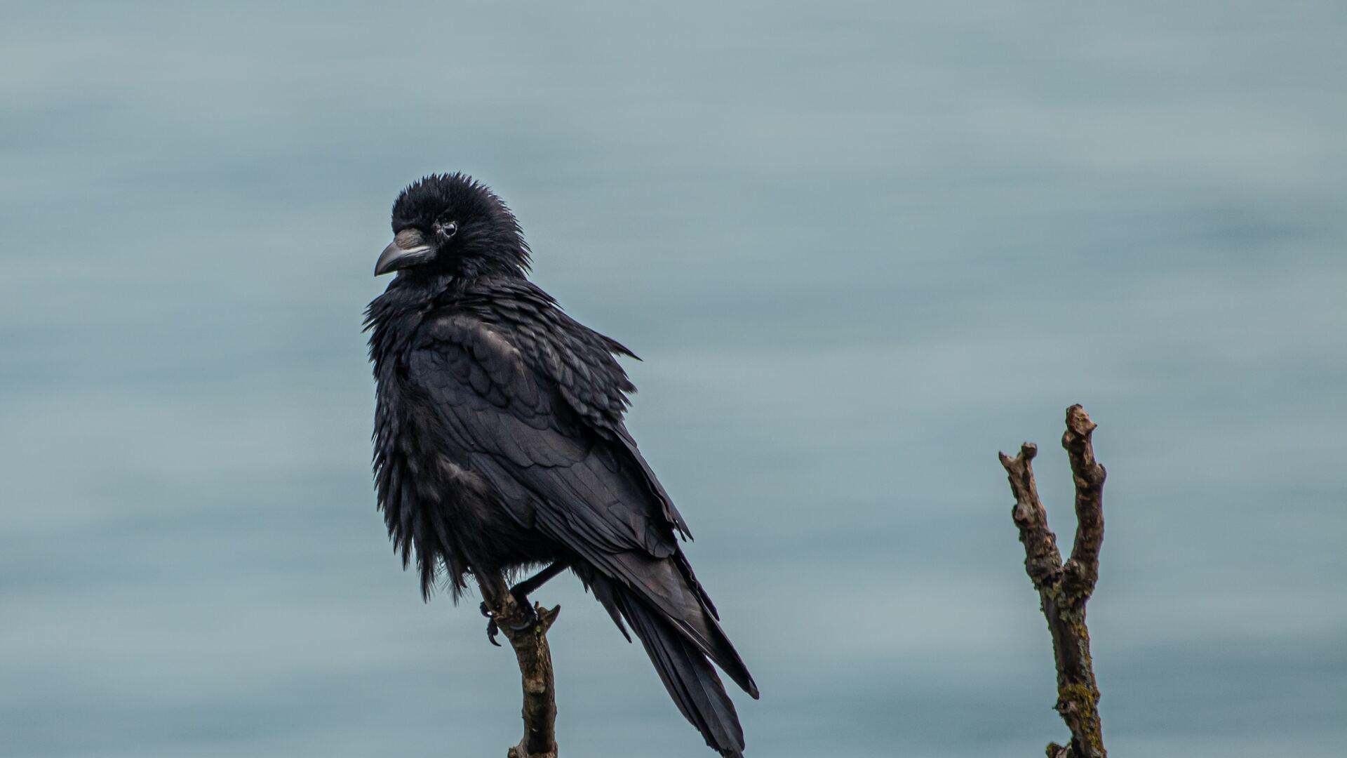 1920x1080 Crow Wallpapers - Top Free 1920x1080 Crow Backgrounds ...