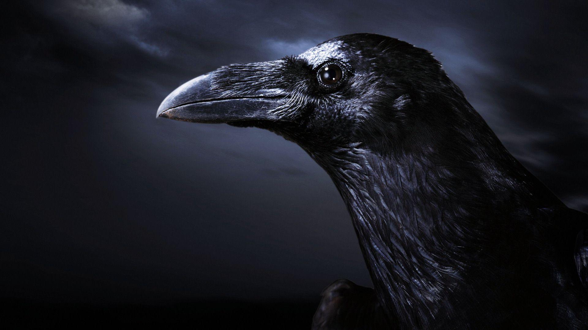 1920x1080 Crow Wallpapers - Top Free 1920x1080 Crow Backgrounds ...