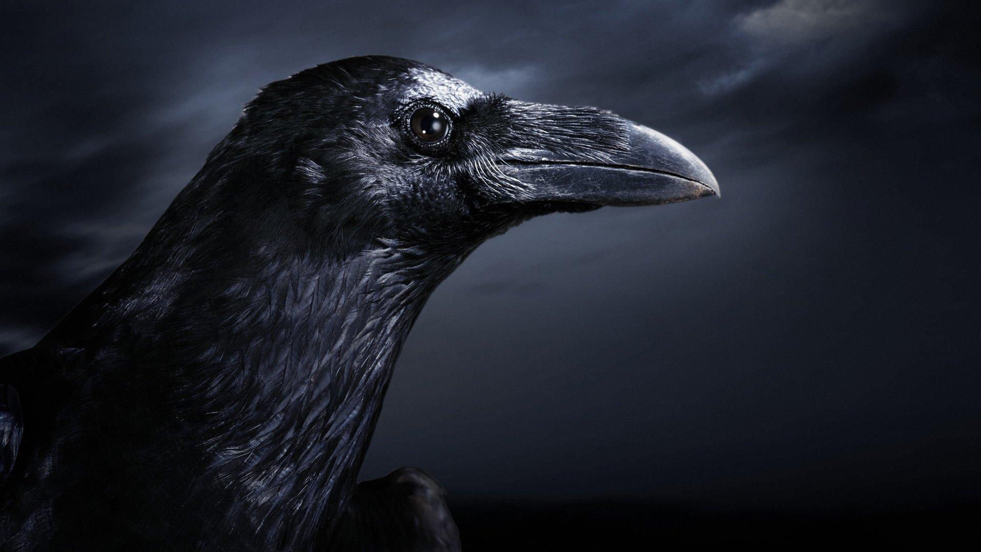 1920x1080 Crow Wallpapers - Top Free 1920x1080 Crow Backgrounds ...