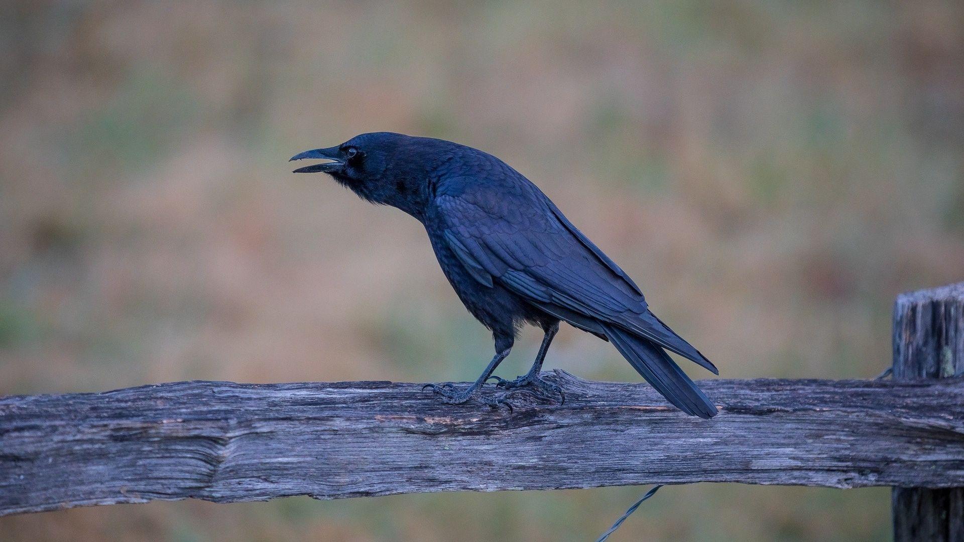 1920x1080 Crow Wallpapers - Top Free 1920x1080 Crow Backgrounds ...