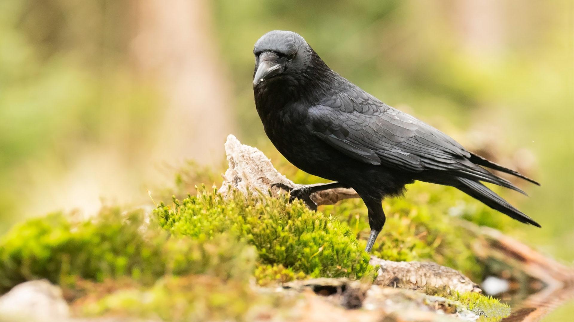 1920x1080 Crow Wallpapers - Top Free 1920x1080 Crow Backgrounds ...