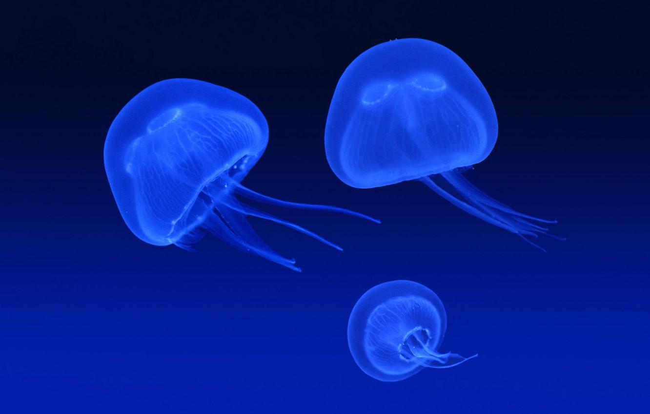 Blue Jellyfish Wallpapers - Top Free Blue Jellyfish Backgrounds ...