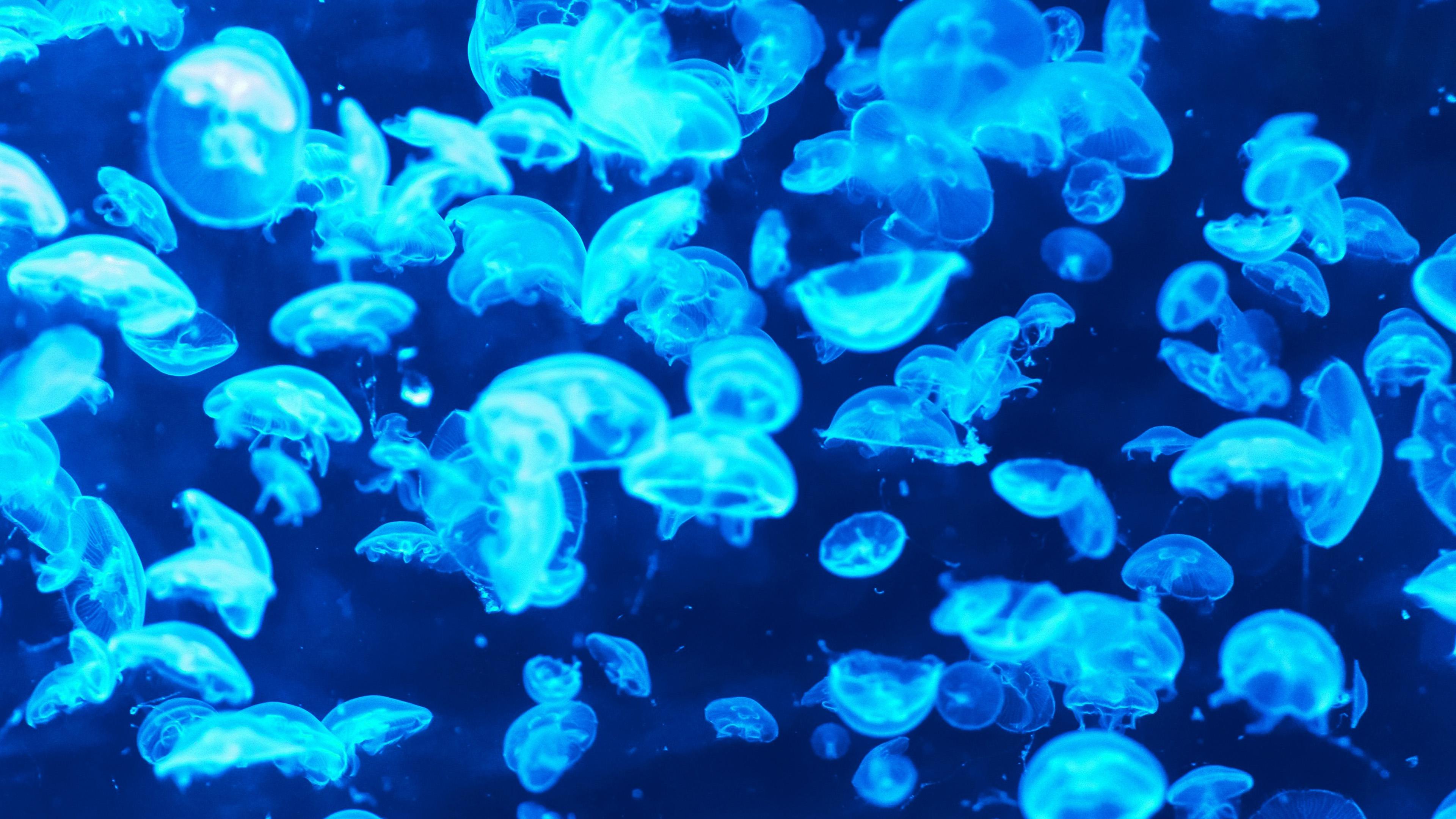 Blue Jellyfish Wallpapers - Top Free Blue Jellyfish Backgrounds ...
