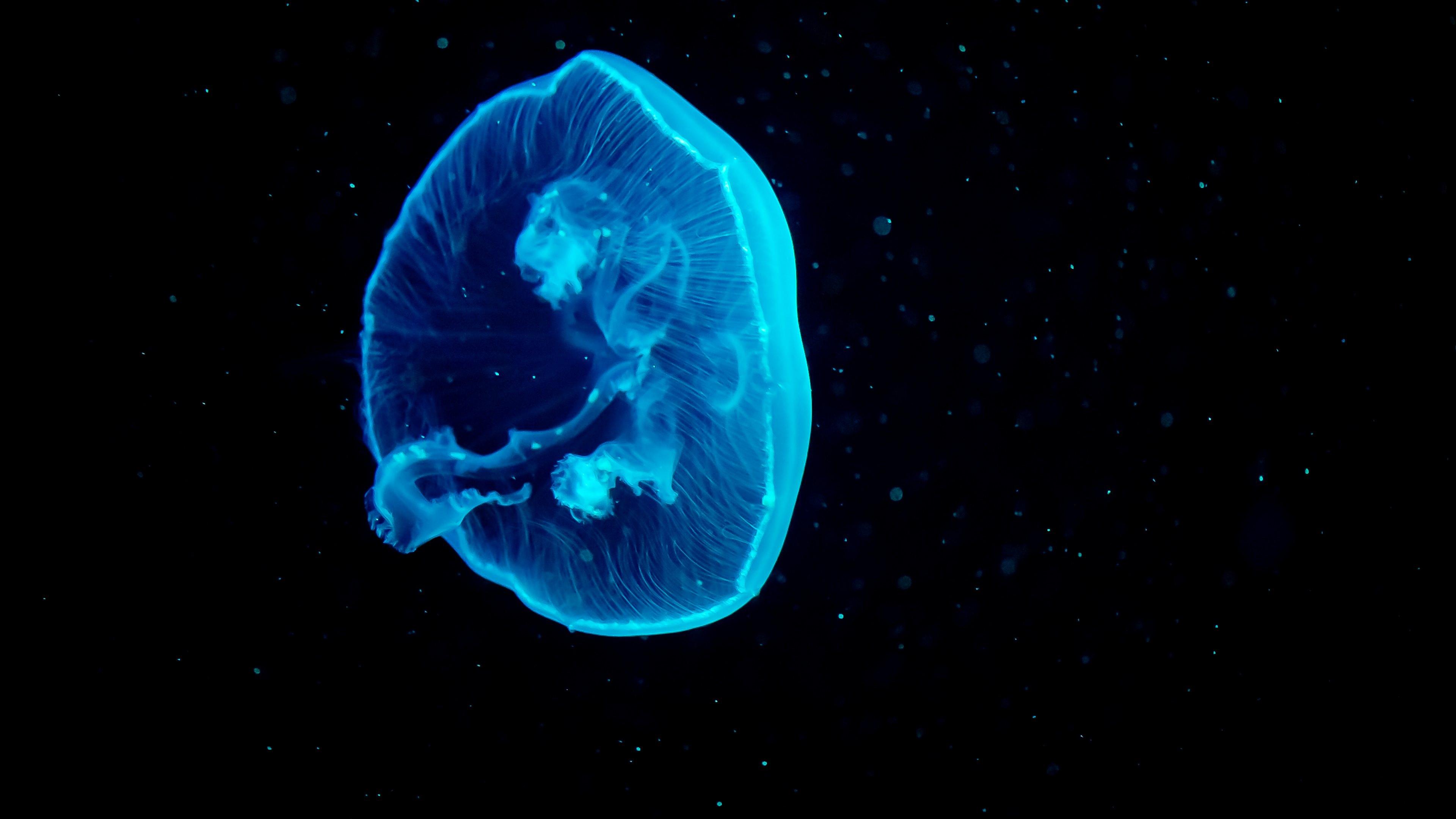 Blue Jellyfish Wallpapers - Top Free Blue Jellyfish Backgrounds ...