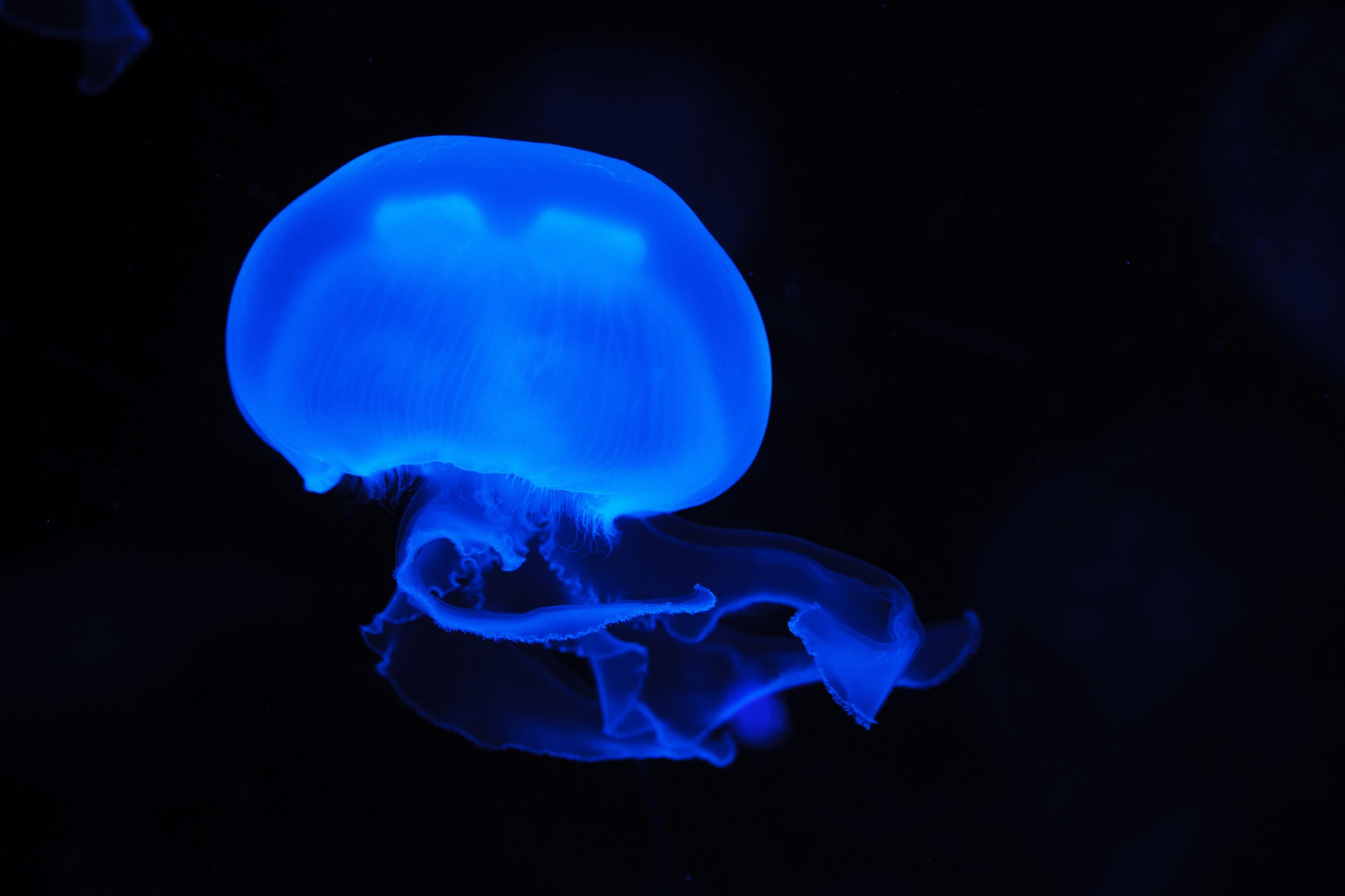Blue Jellyfish Wallpapers - Top Free Blue Jellyfish Backgrounds ...