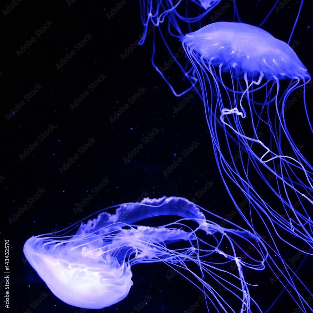 Blue Jellyfish Wallpapers - Top Free Blue Jellyfish Backgrounds ...