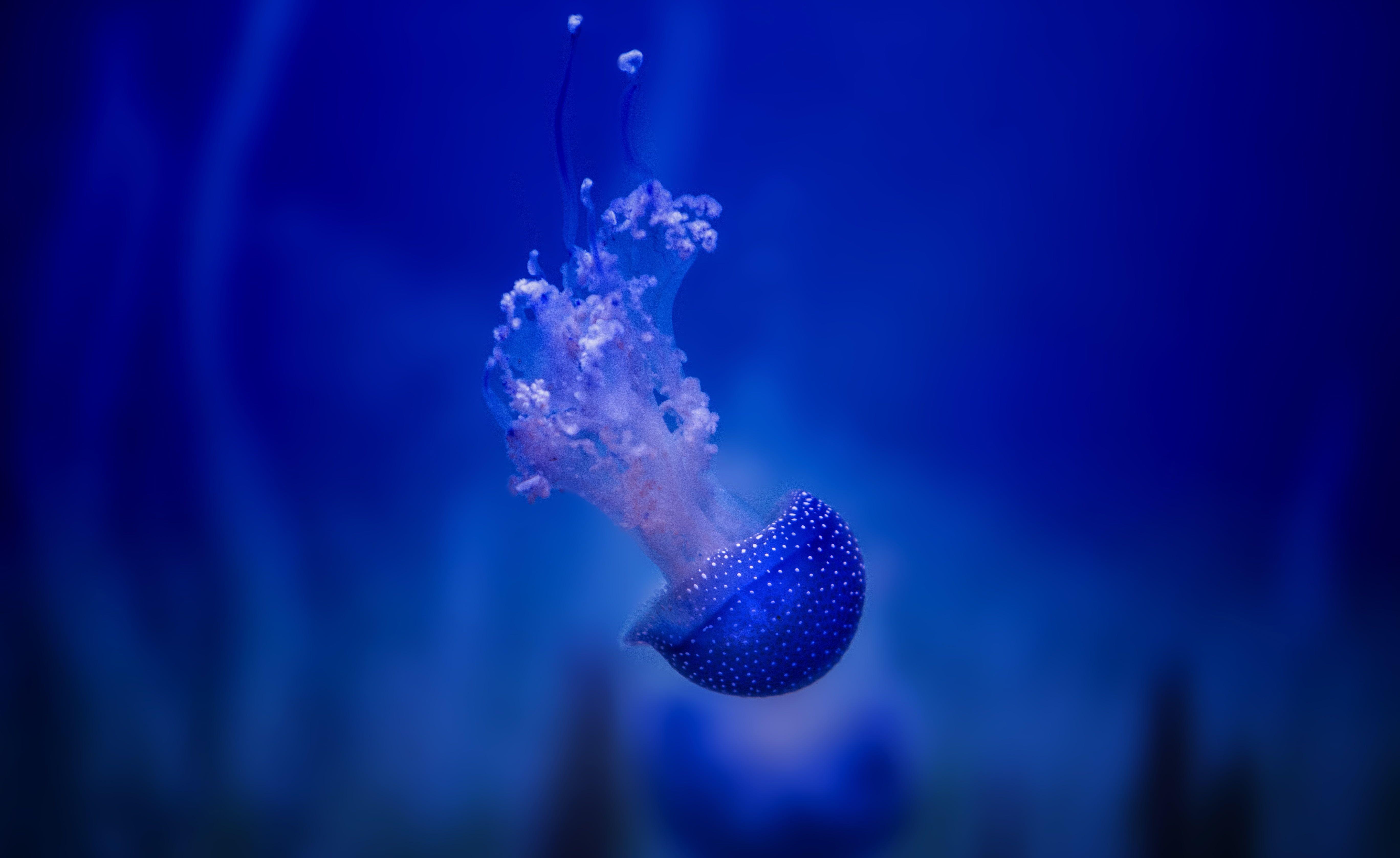 Blue Jellyfish Wallpapers - Top Free Blue Jellyfish Backgrounds ...