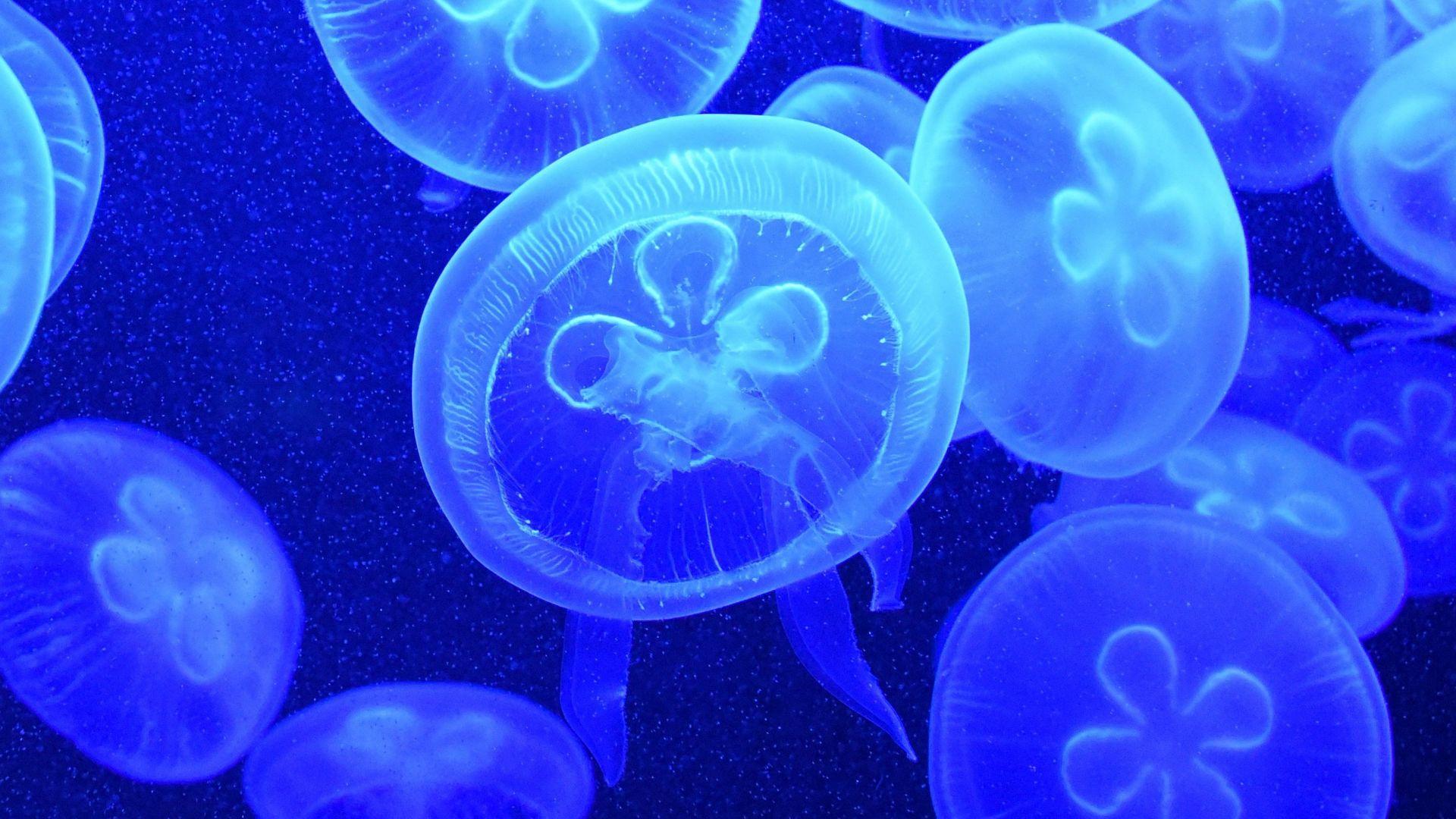 Blue Jellyfish Wallpapers - Top Free Blue Jellyfish Backgrounds ...