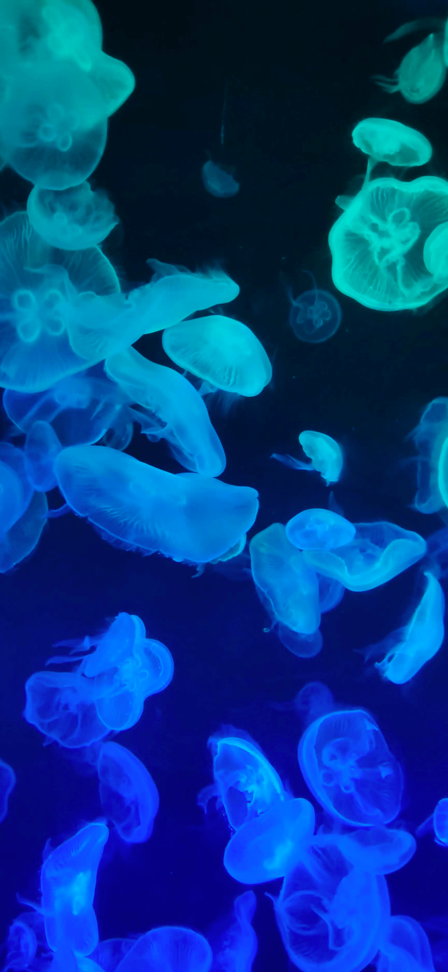 Blue Jellyfish Wallpapers - Top Free Blue Jellyfish Backgrounds ...