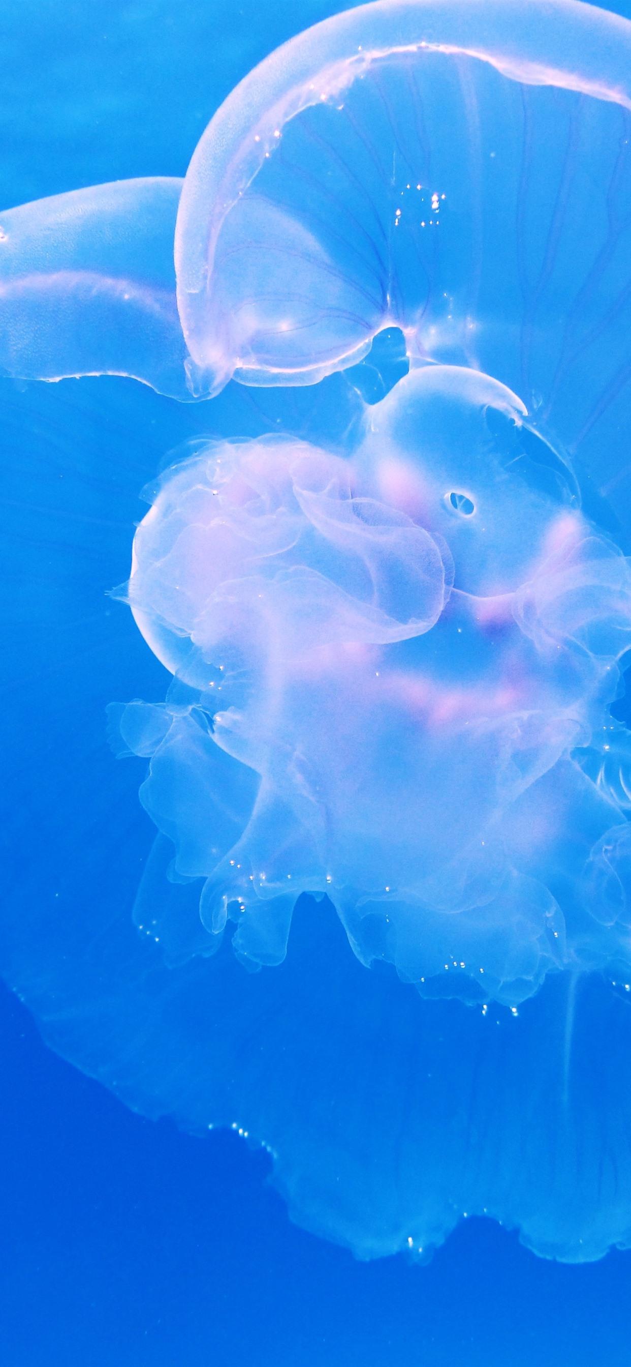 Blue Jellyfish Wallpapers - Top Free Blue Jellyfish Backgrounds ...
