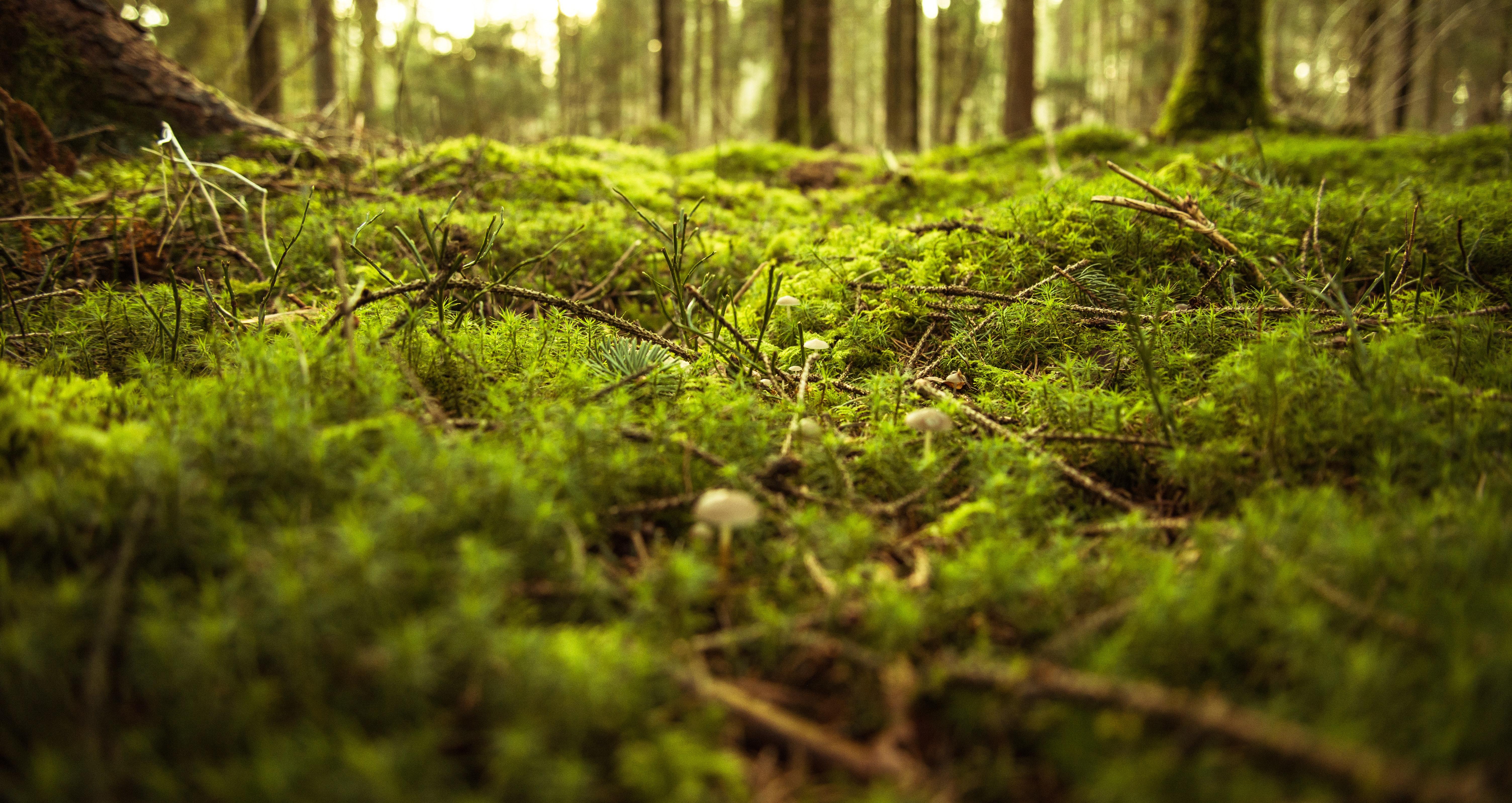 Forest Floor Wallpapers - Top Free Forest Floor Backgrounds ...
