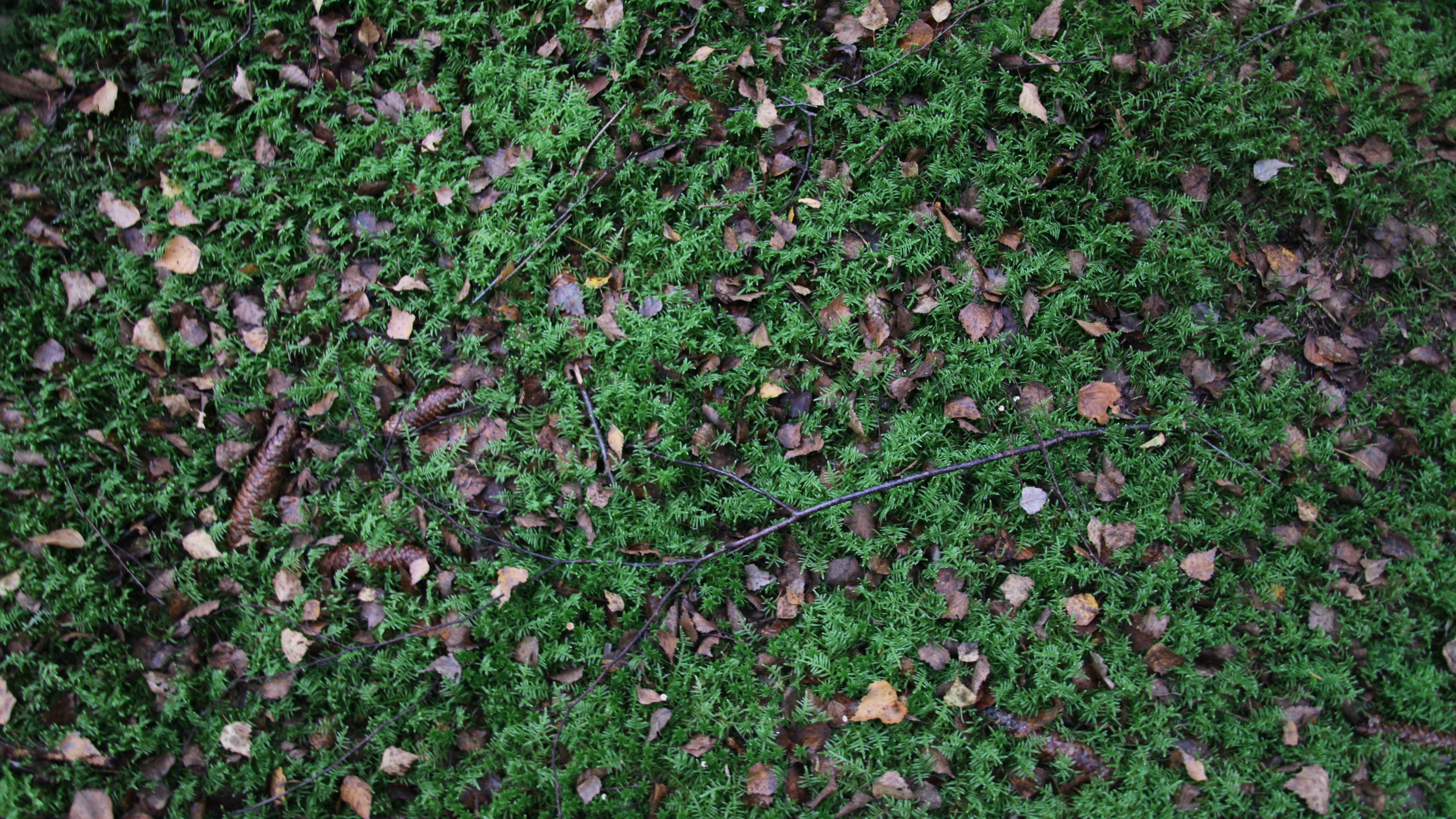 Forest Floor Wallpapers - Top Free Forest Floor Backgrounds ...