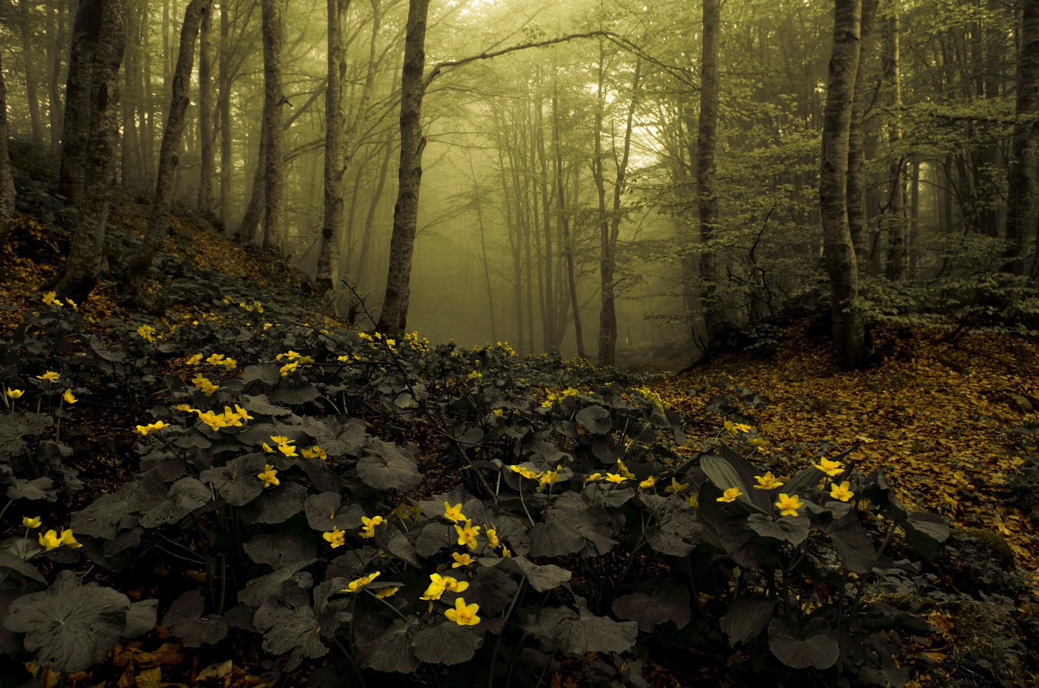 Forest Floor Wallpapers - Top Free Forest Floor Backgrounds ...