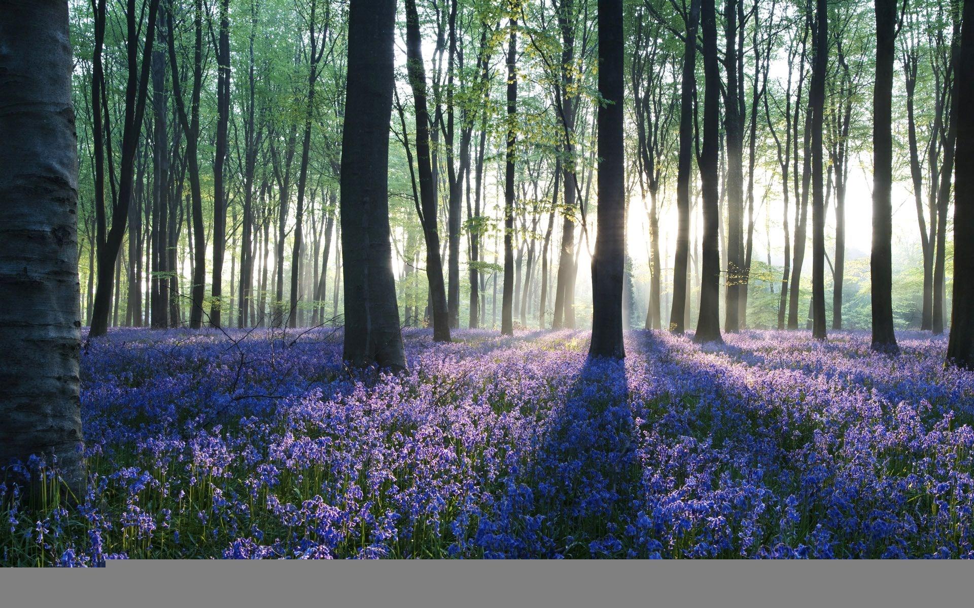 Forest Floor Wallpapers - Top Free Forest Floor Backgrounds ...