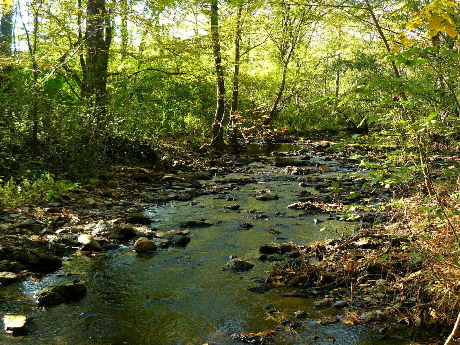 Forest Floor Wallpapers - Top Free Forest Floor Backgrounds ...