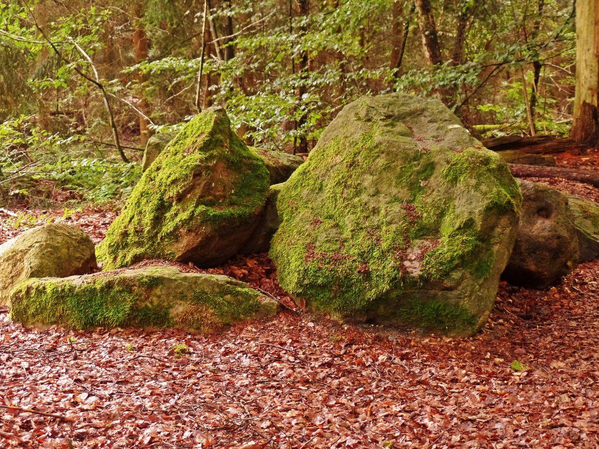 Forest Floor Wallpapers - Top Free Forest Floor Backgrounds ...