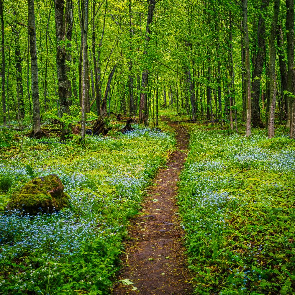 Forest Floor Wallpapers - Top Free Forest Floor Backgrounds ...