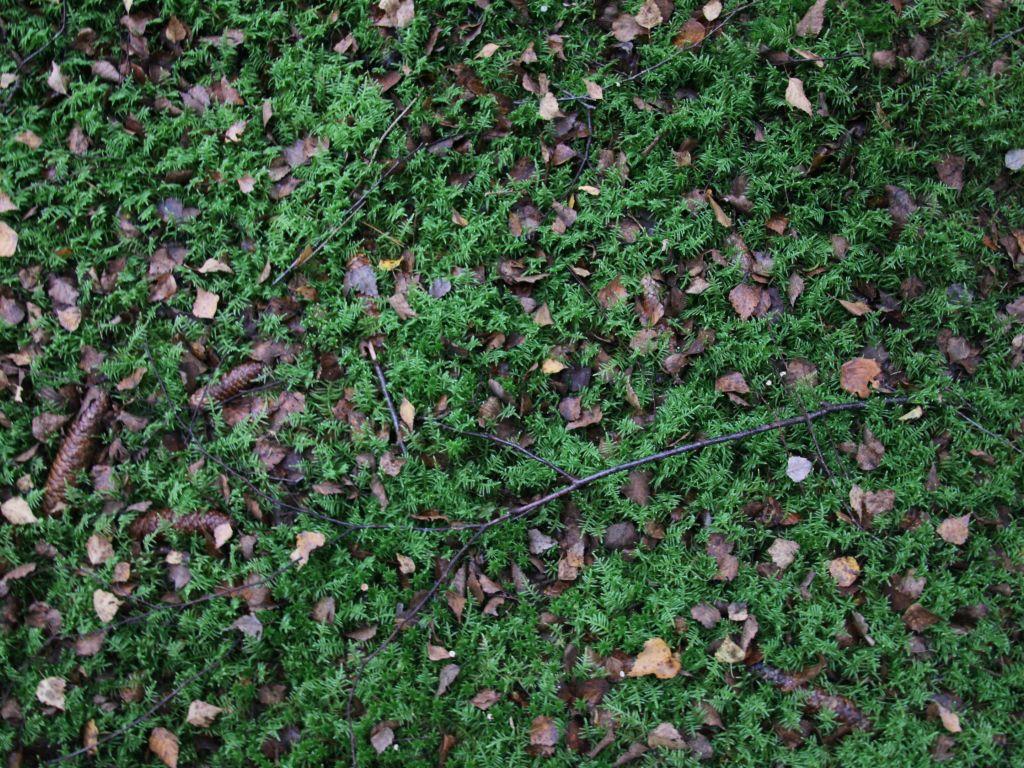 Forest Floor Wallpapers - Top Free Forest Floor Backgrounds ...
