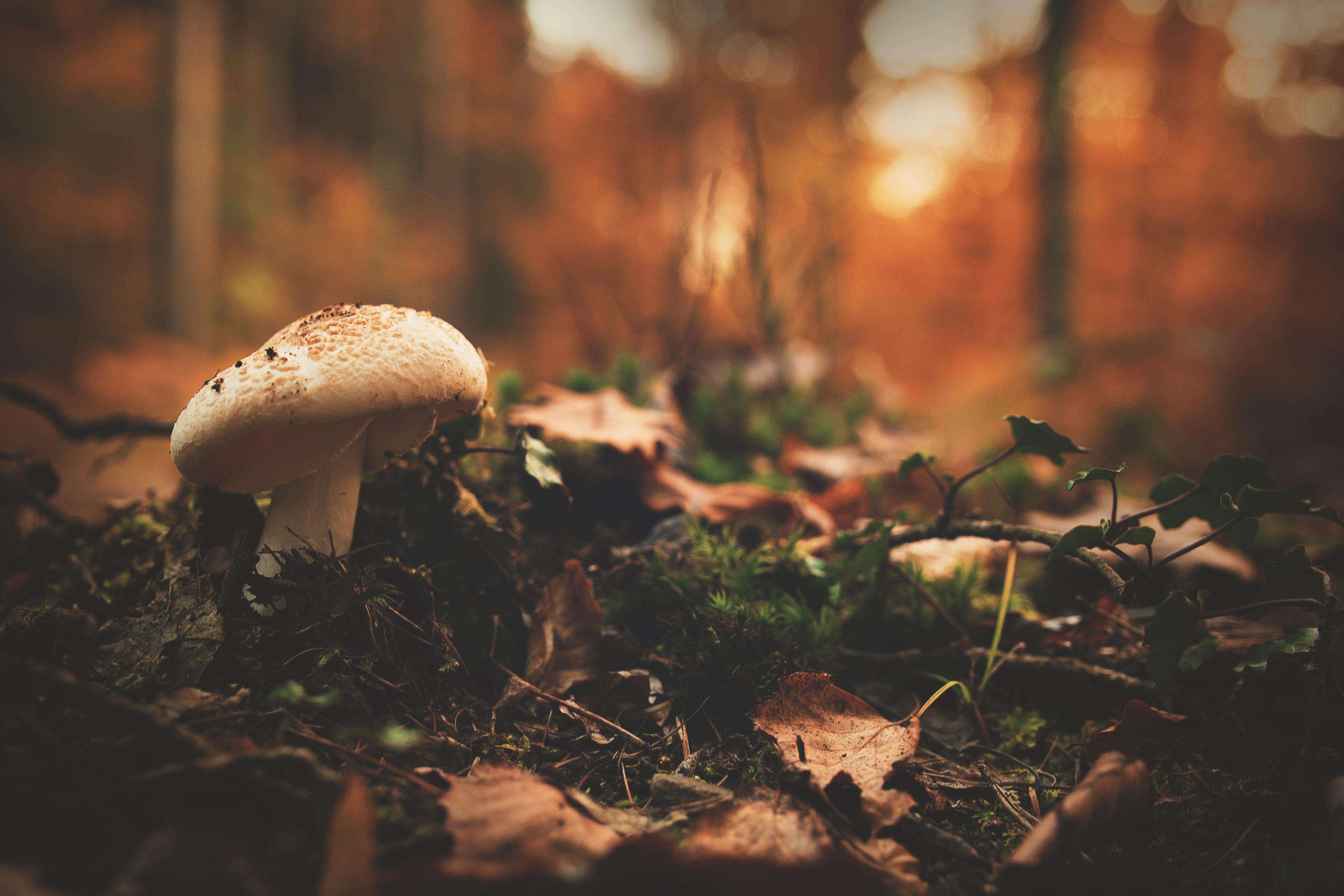 Forest Floor Wallpapers - Top Free Forest Floor Backgrounds ...