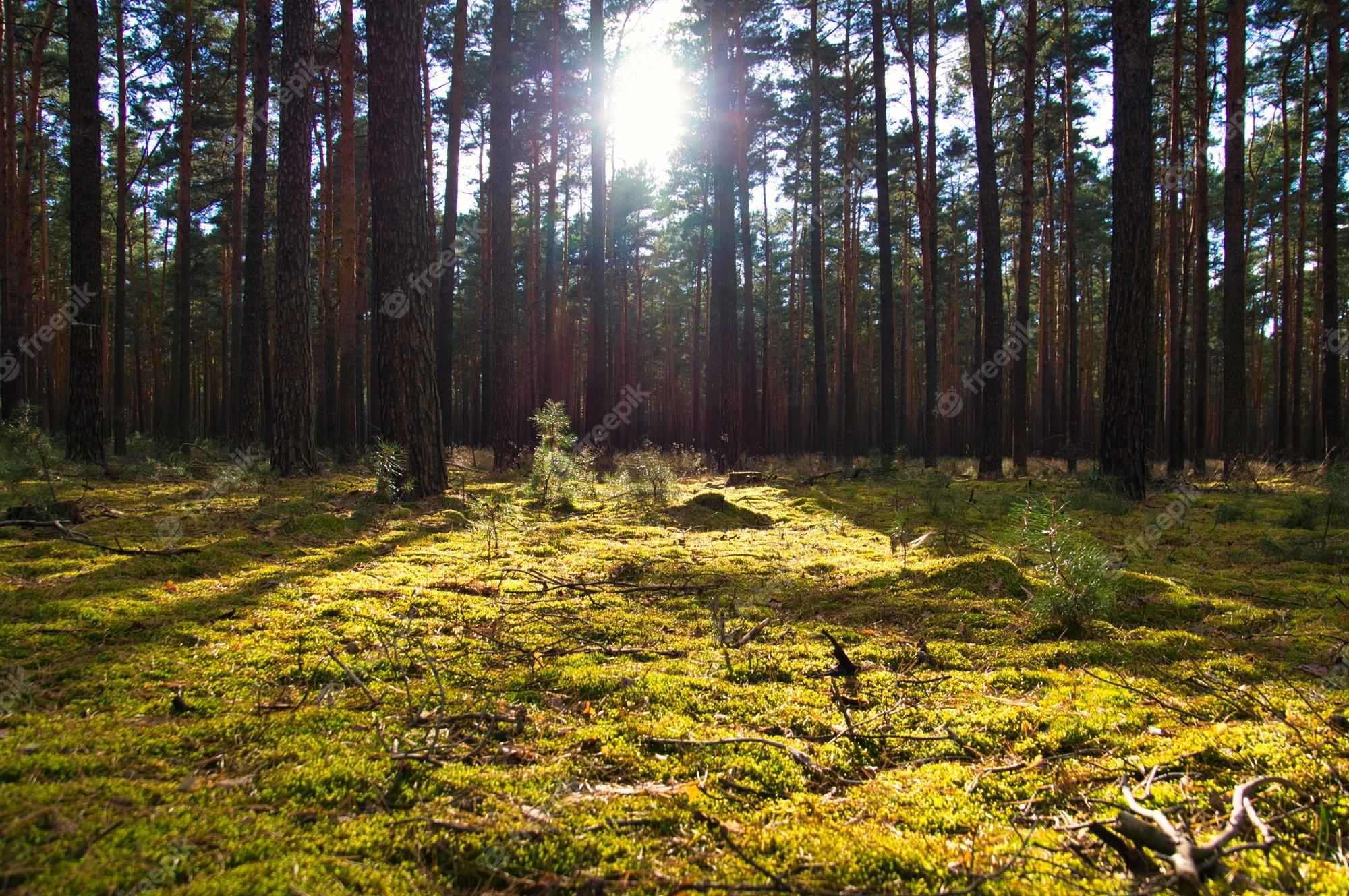 Forest Floor Wallpapers - Top Free Forest Floor Backgrounds ...