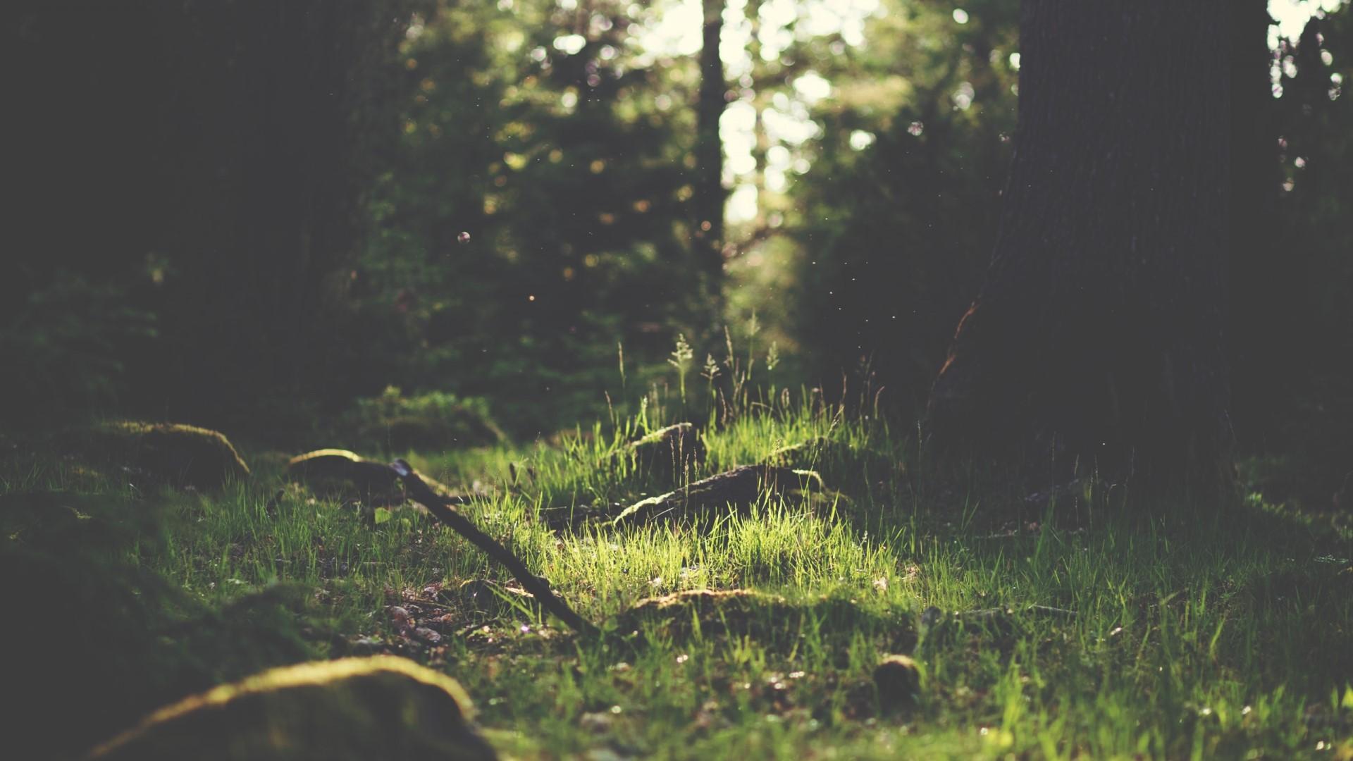 Forest Floor Wallpapers - Top Free Forest Floor Backgrounds ...