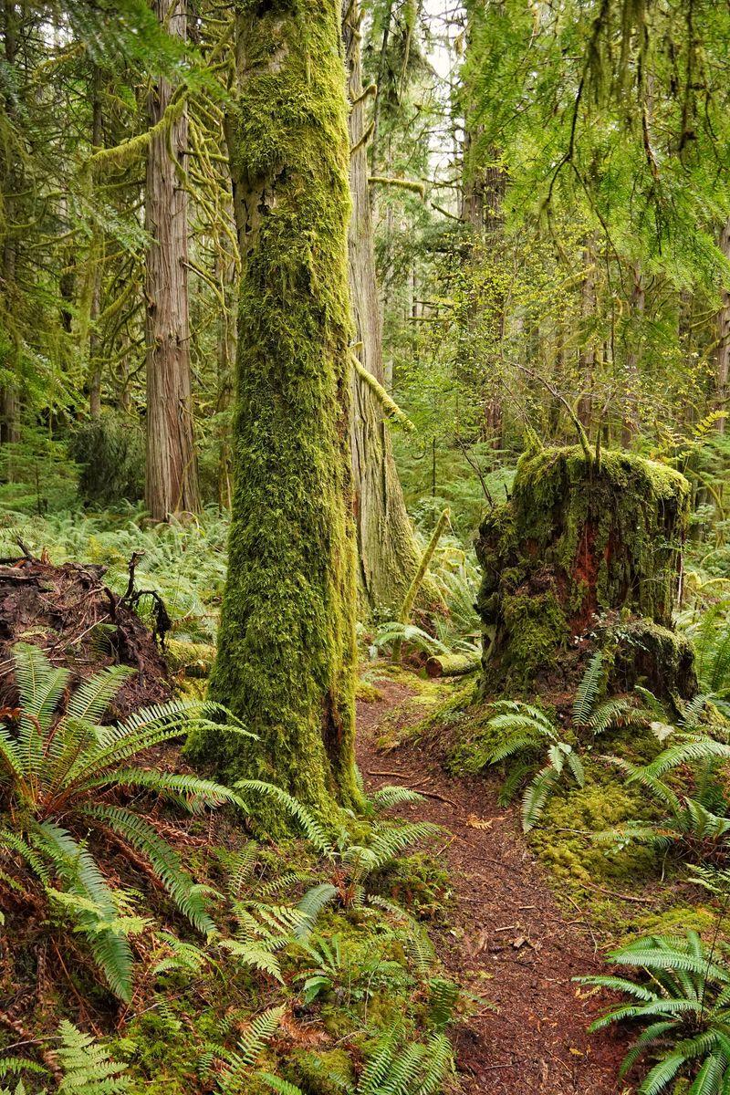 Forest Floor Wallpapers - Top Free Forest Floor Backgrounds ...