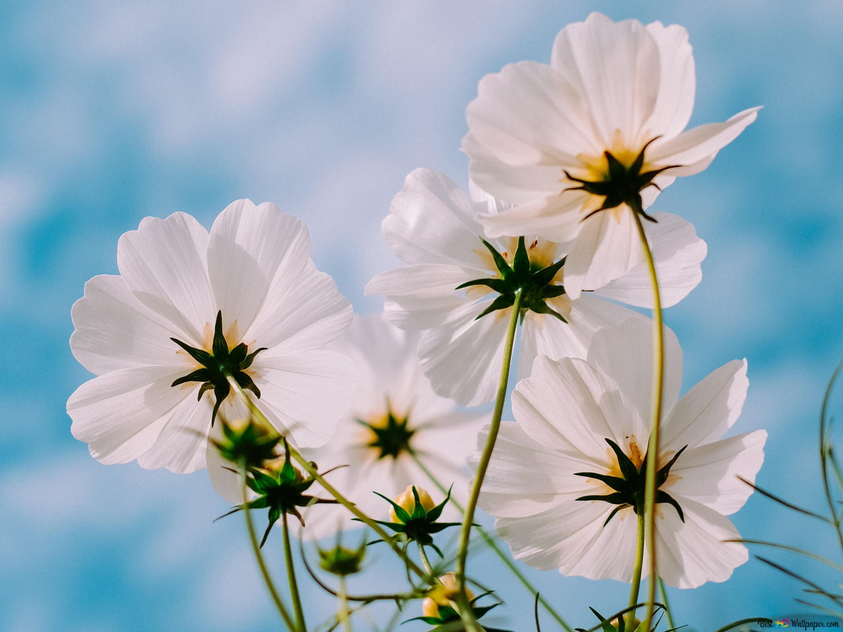 Summary Wallpapers - Top Free Summary Backgrounds - WallpaperAccess