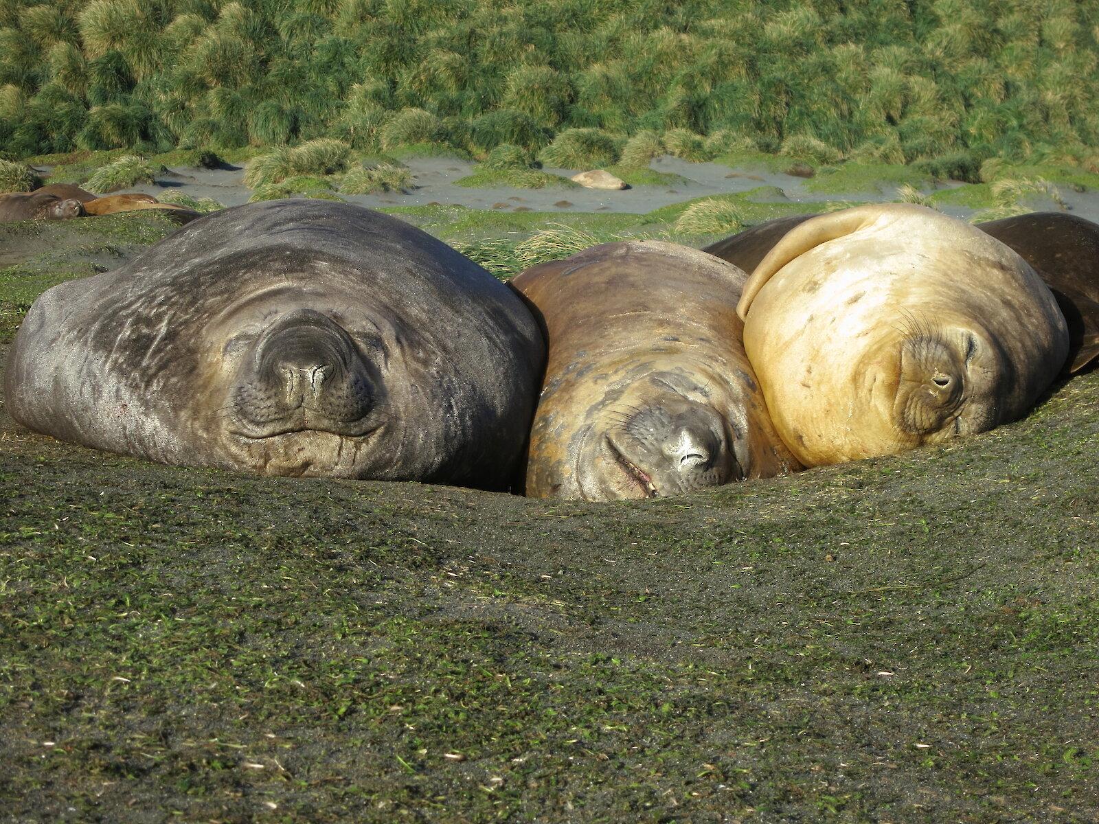 Fat Seal Wallpapers - Top Free Fat Seal Backgrounds - WallpaperAccess