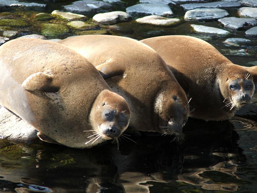 Fat Seal Wallpapers - Top Free Fat Seal Backgrounds - WallpaperAccess