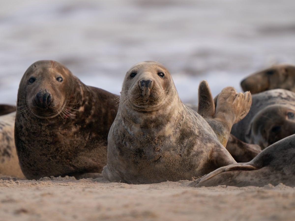 Fat Seal Wallpapers - Top Free Fat Seal Backgrounds - WallpaperAccess