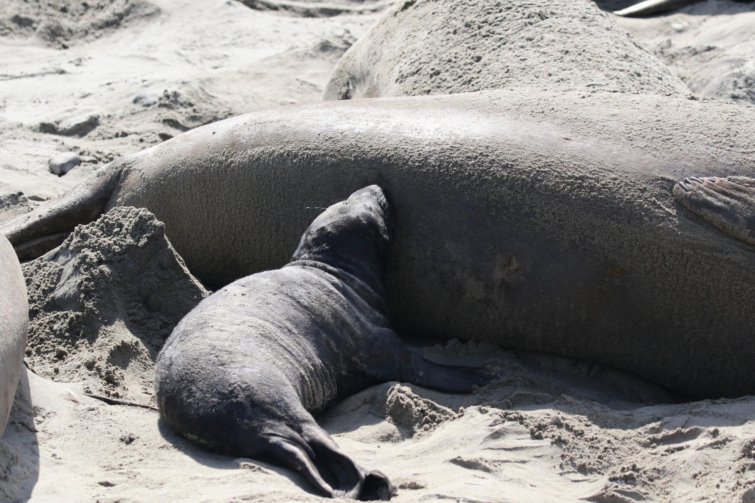 Fat Seal Wallpapers - Top Free Fat Seal Backgrounds - WallpaperAccess