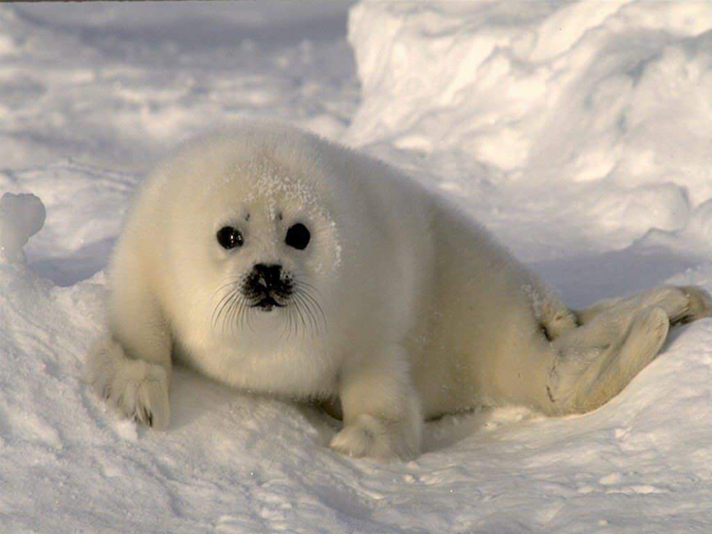 Fat Seal Wallpapers - Top Free Fat Seal Backgrounds - WallpaperAccess