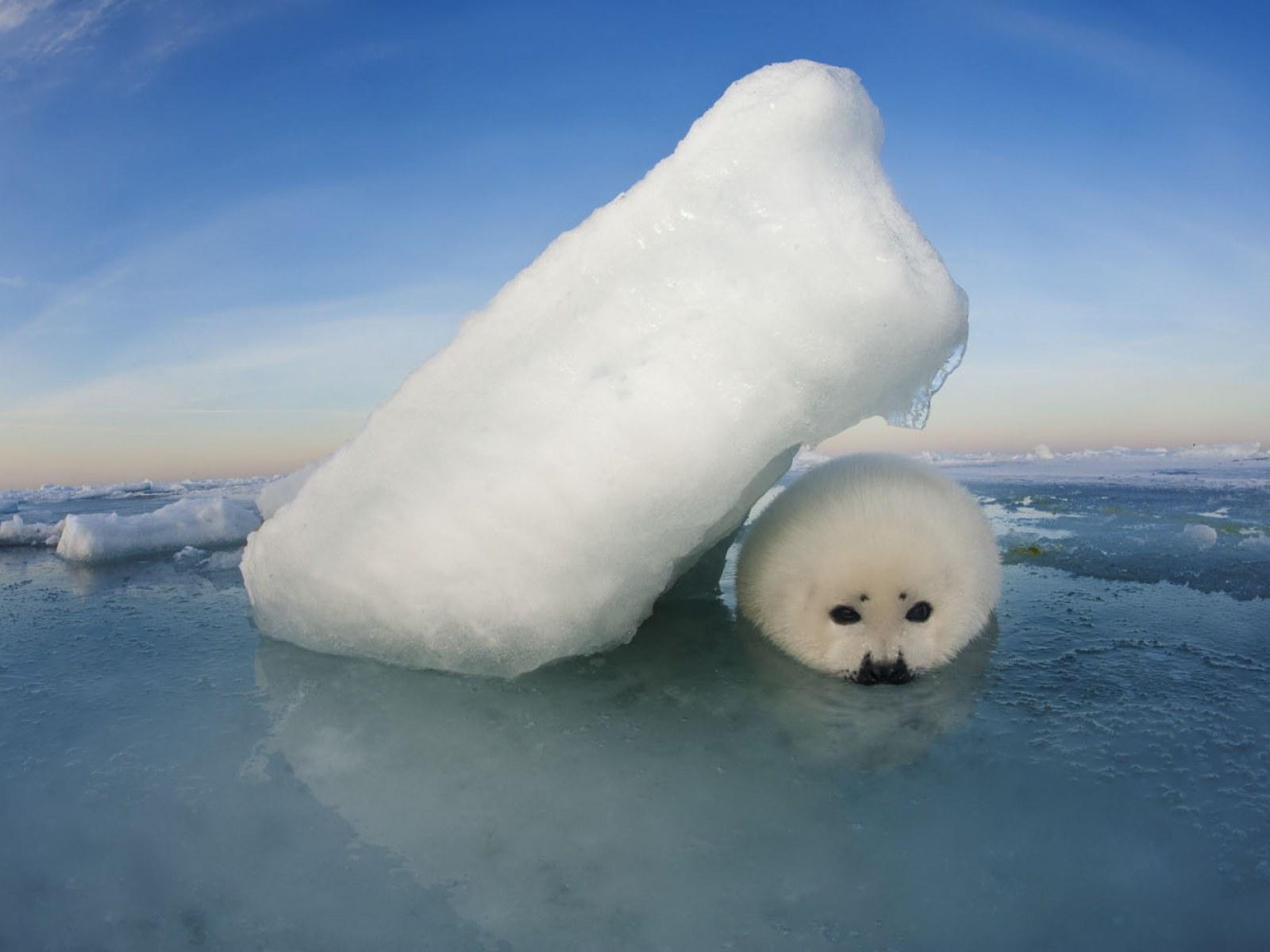 Fat Seal Wallpapers - Top Free Fat Seal Backgrounds - WallpaperAccess